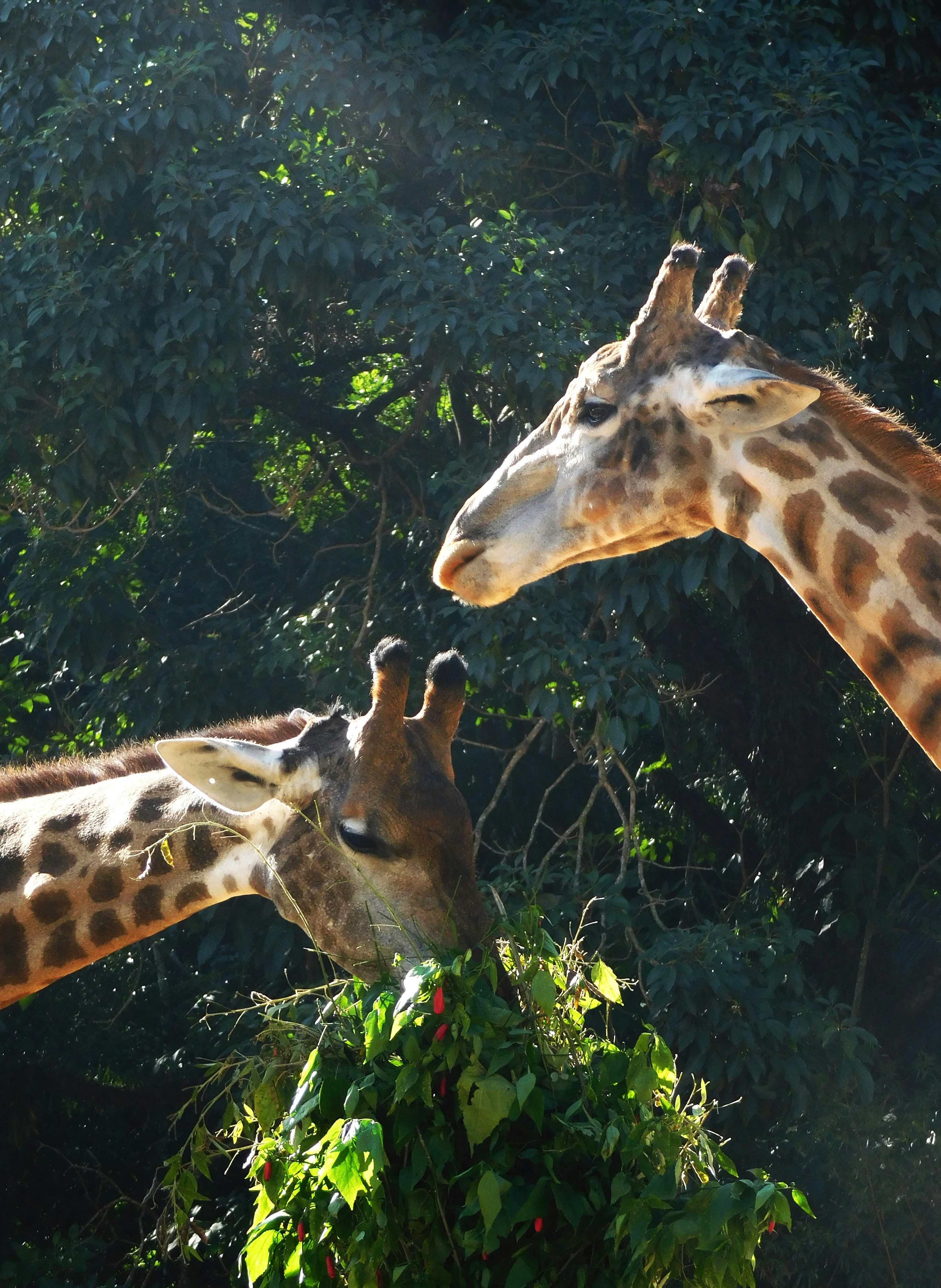Giraffes in Step: A Quiet Moment Among Green Canopy