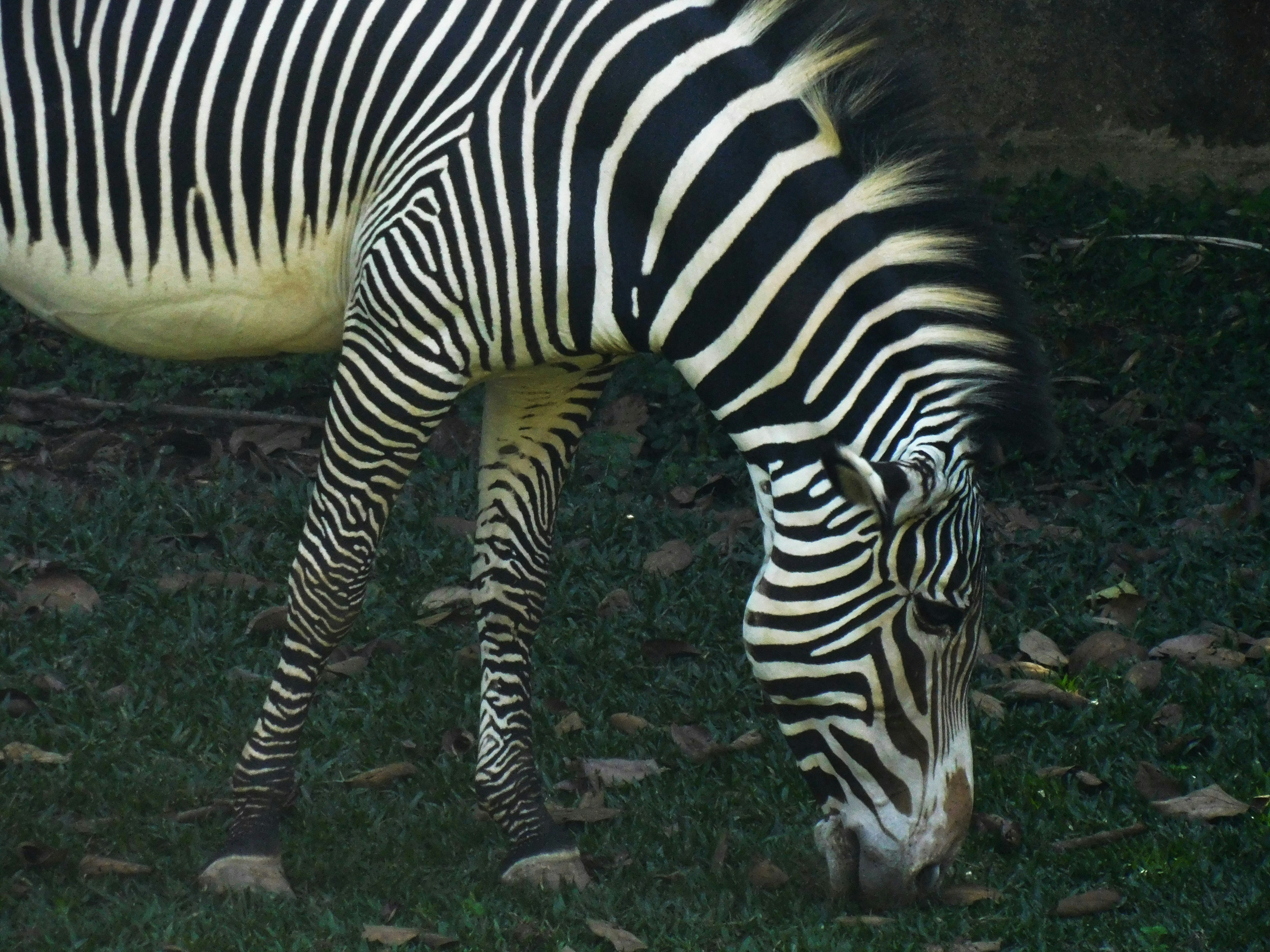 Dappled Silence: Zebra Grazing in a Shadowed Clearing