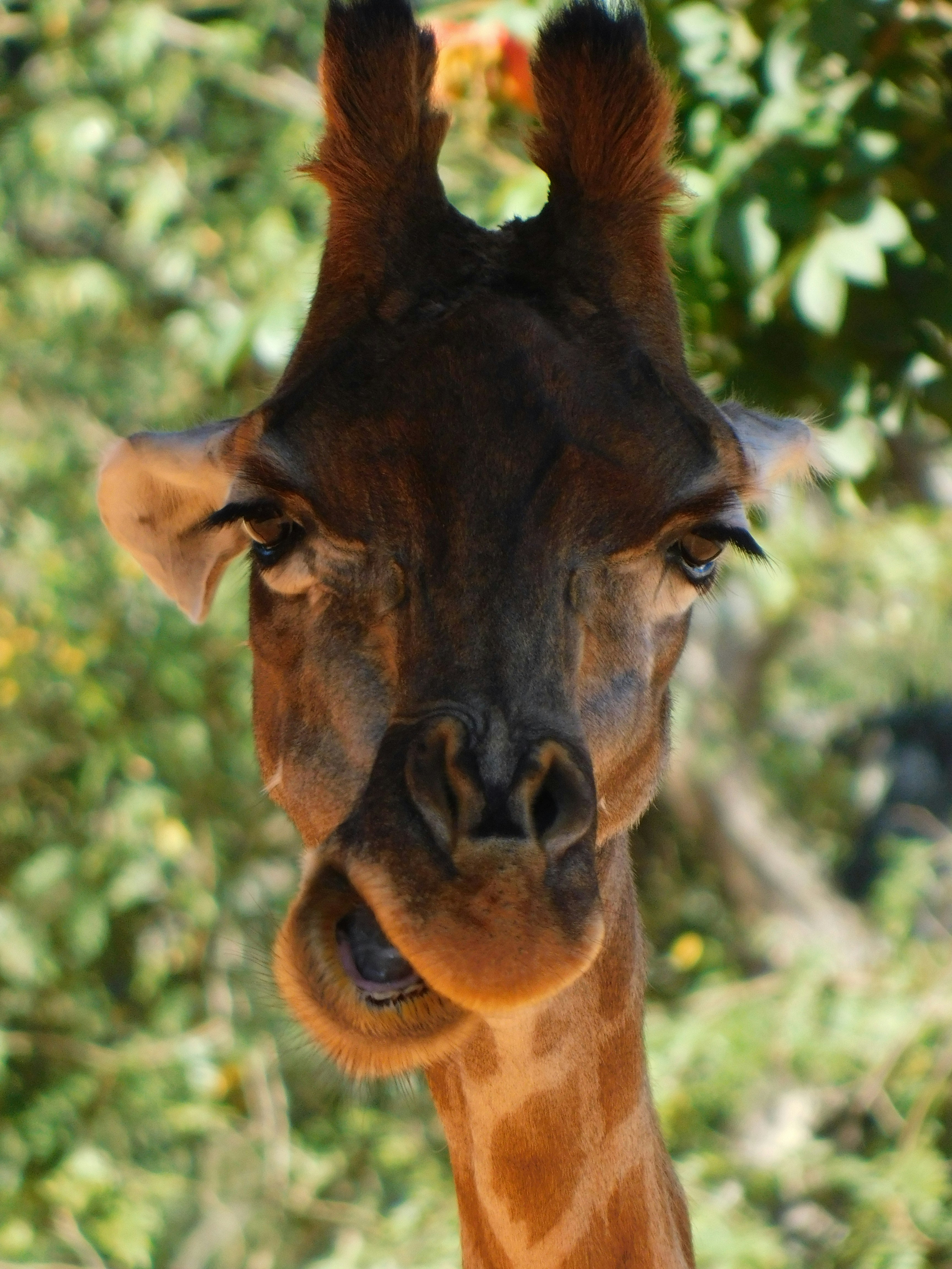 Direct Giraffe Gaze in Sunlit Foliage