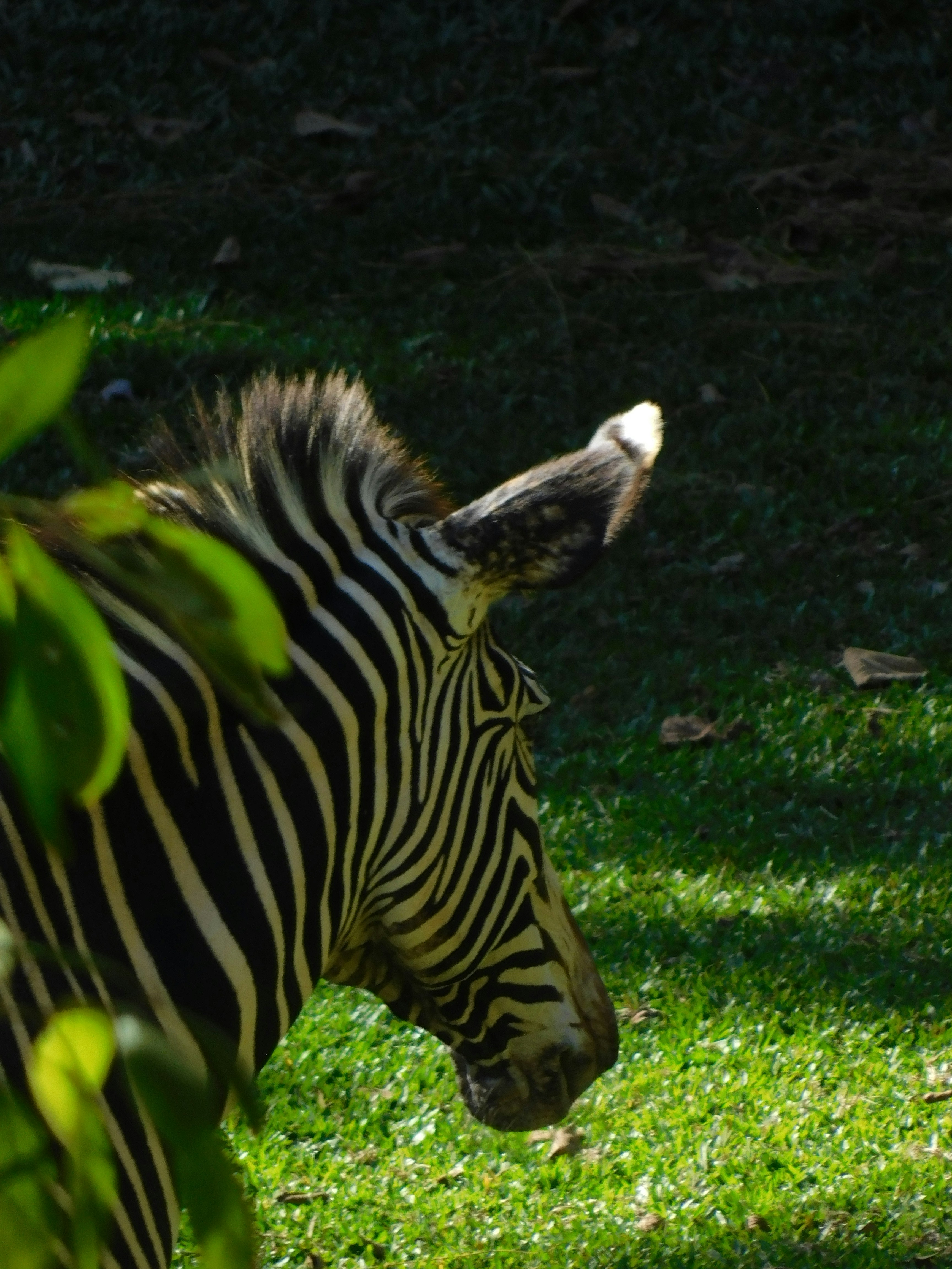 Dappled Light Reveals a Zebra's Quiet Grazing Moment