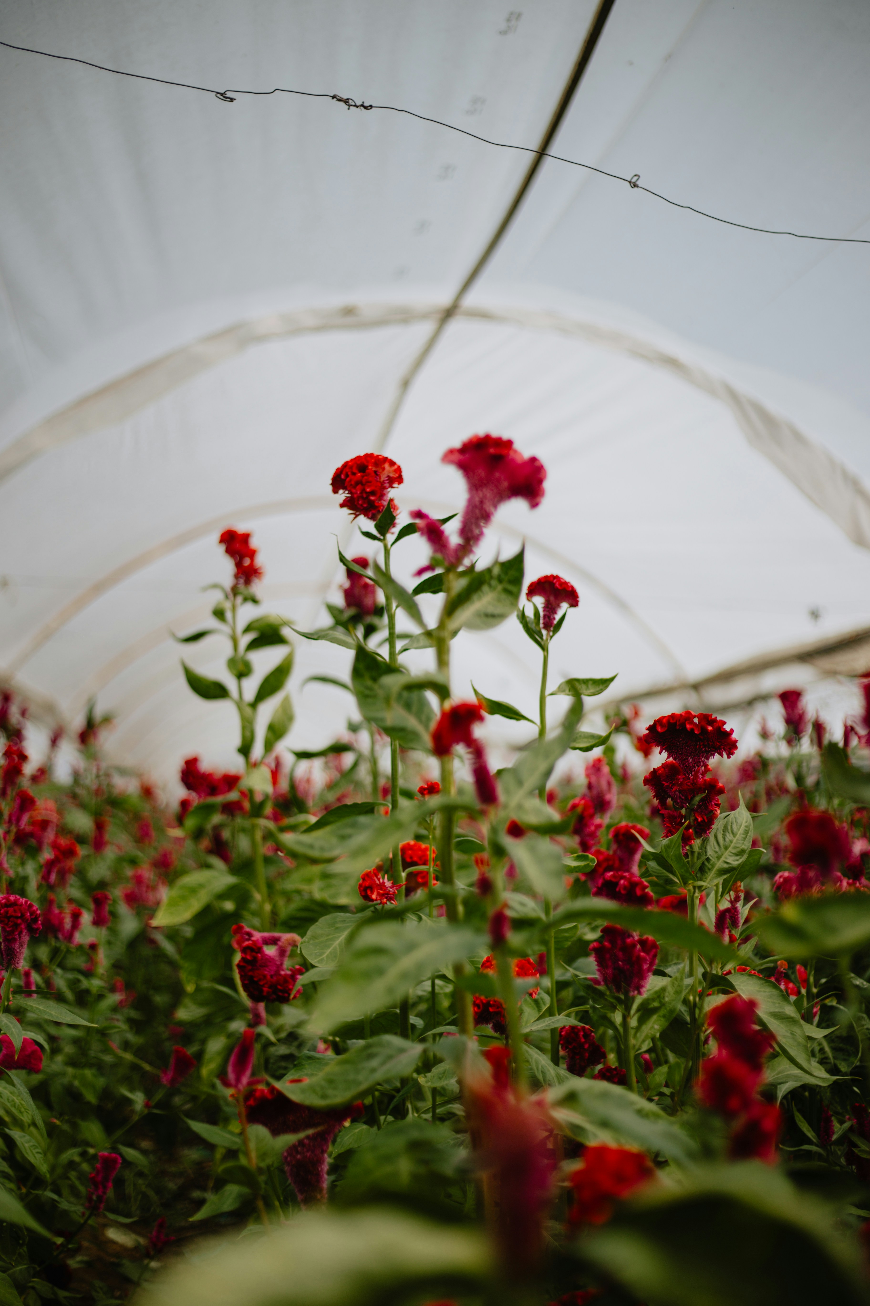 Foto Seikat bunga merah di rumah kaca – Gambar Bunga Gratis di Unsplash
