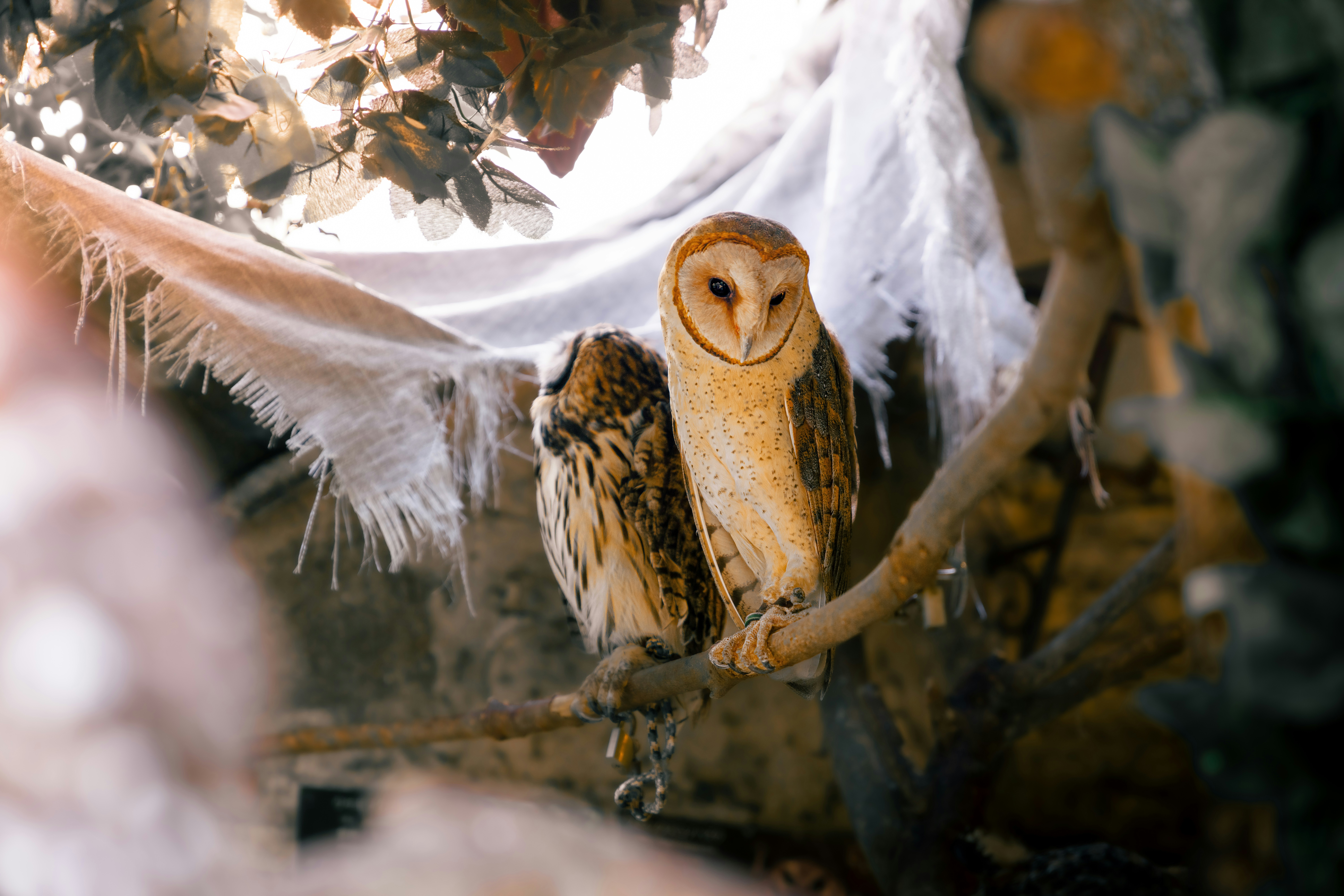 Warm Rimlight Perch: Two Owls Rest Under a Frayed Canopy