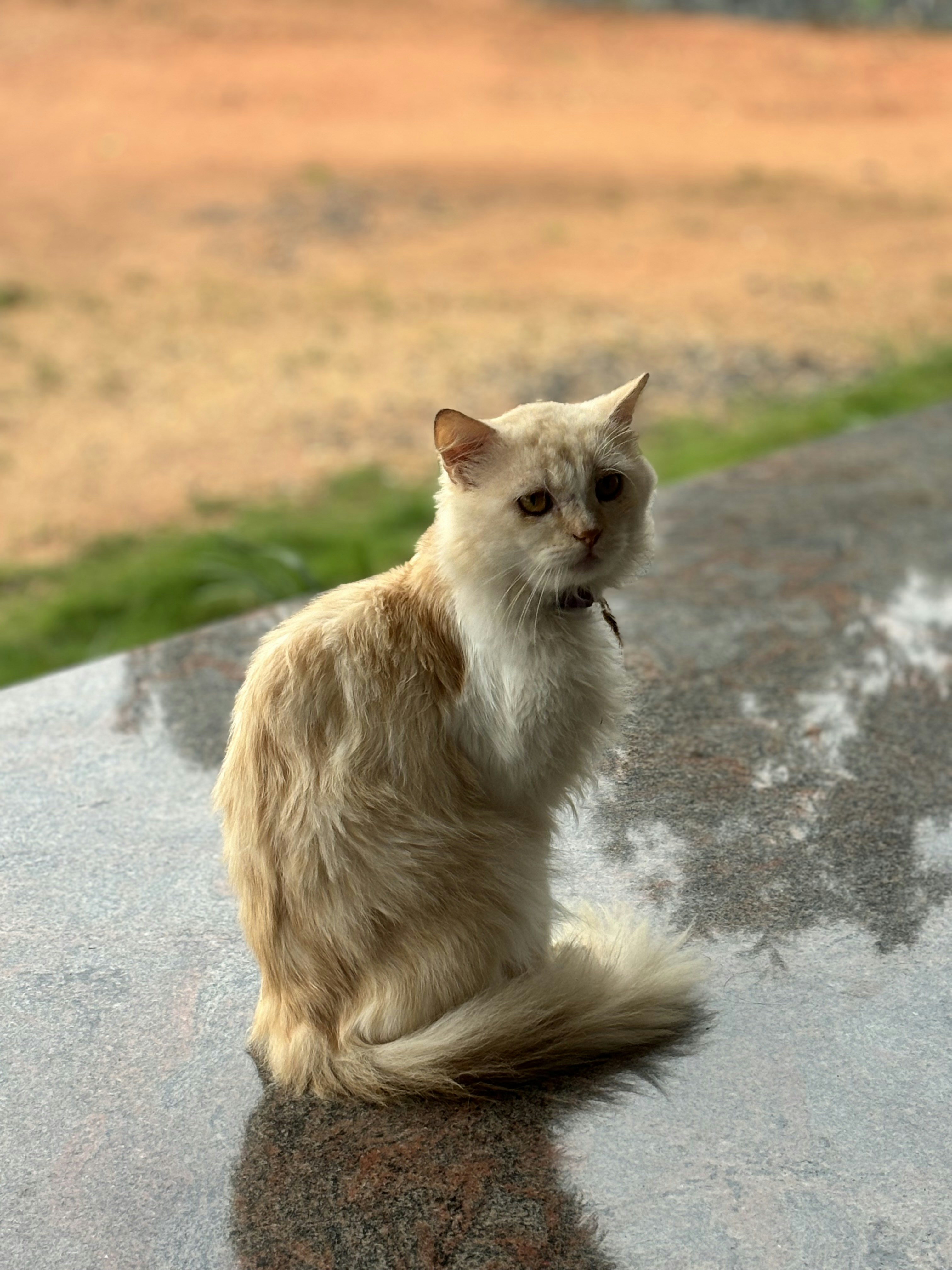 Gleam on the Rain-Washed Ledge: The Cream Cat's Quiet Gaze