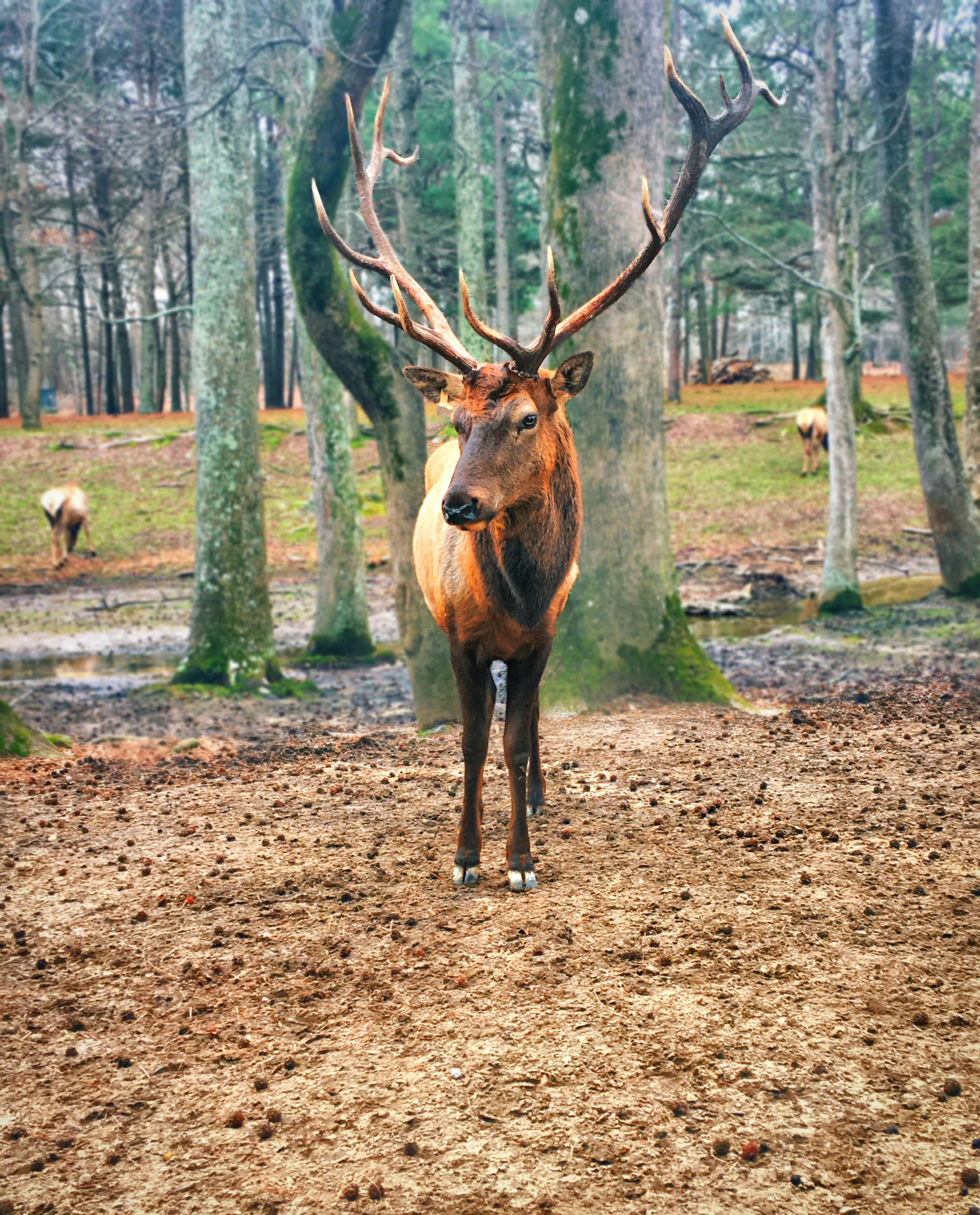 A solitary stag with impressive antlers stands in a forest clearing, with other deer faintly visible in the background, capturing a calm wildlife moment.
