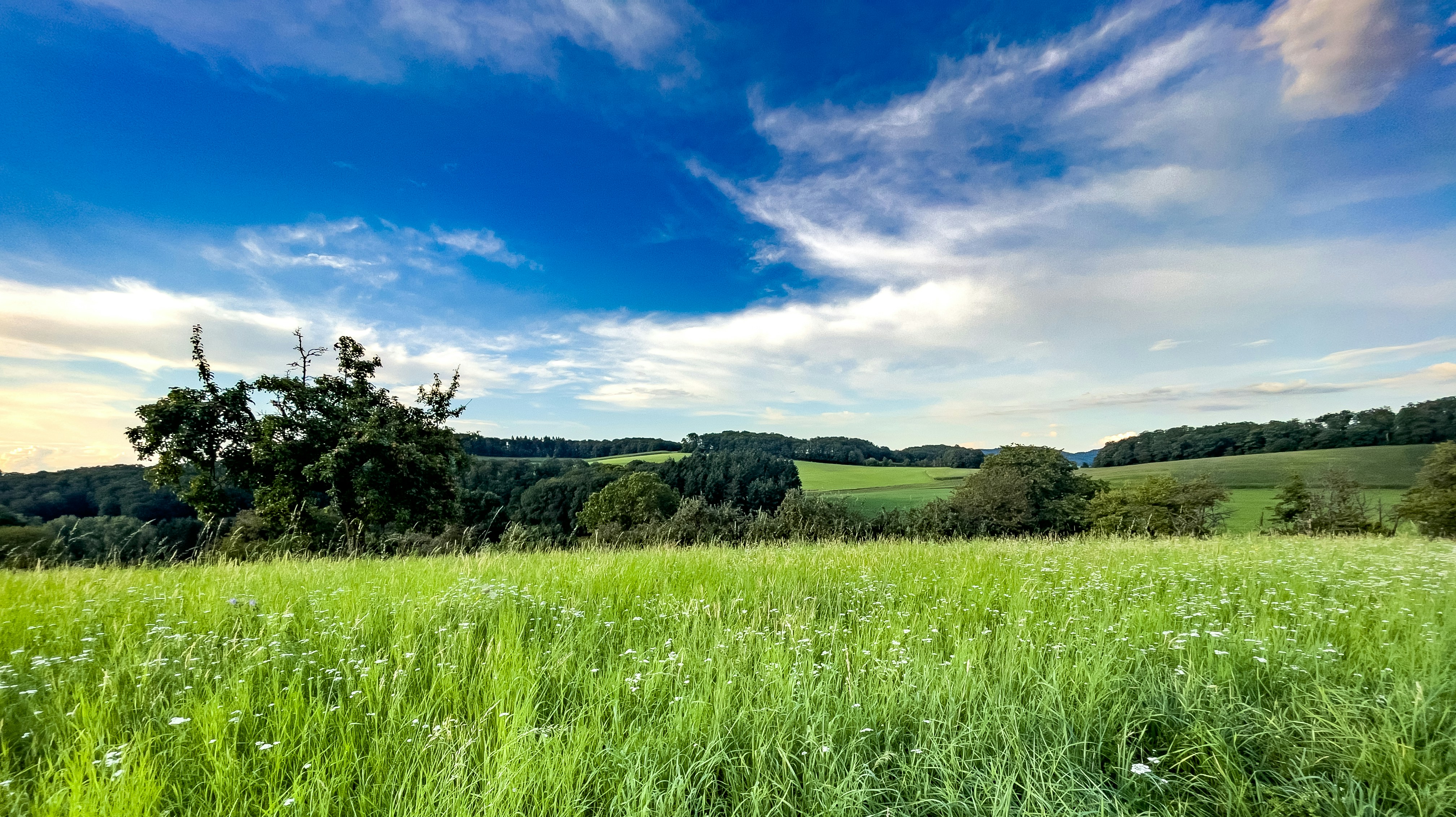 A scenic view of a lush green meadow under a vibrant blue sky with scattered white clouds. The landscape features rolling hills and patches of trees, creating a peaceful and expansive countryside scene. The foreground is filled with tall grass and small wildflowers, adding to the natural beauty and tranquility of the environment. The bright sky contrasts with the rich greenery, capturing the serene atmosphere of a summer day in the countryside.