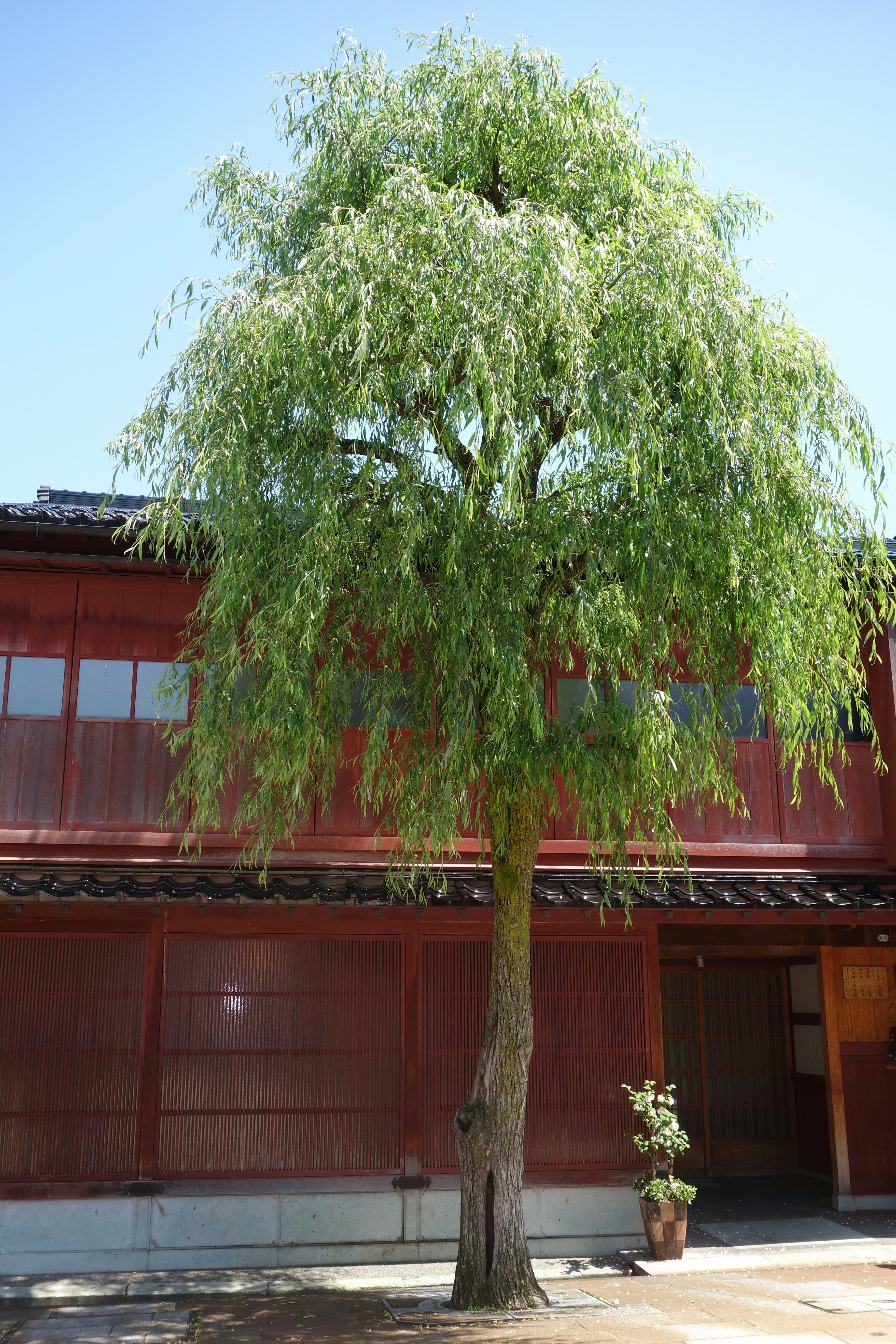 Canopy Over Red Walls: A Tranquil Tree Framing a Traditional Courtyard