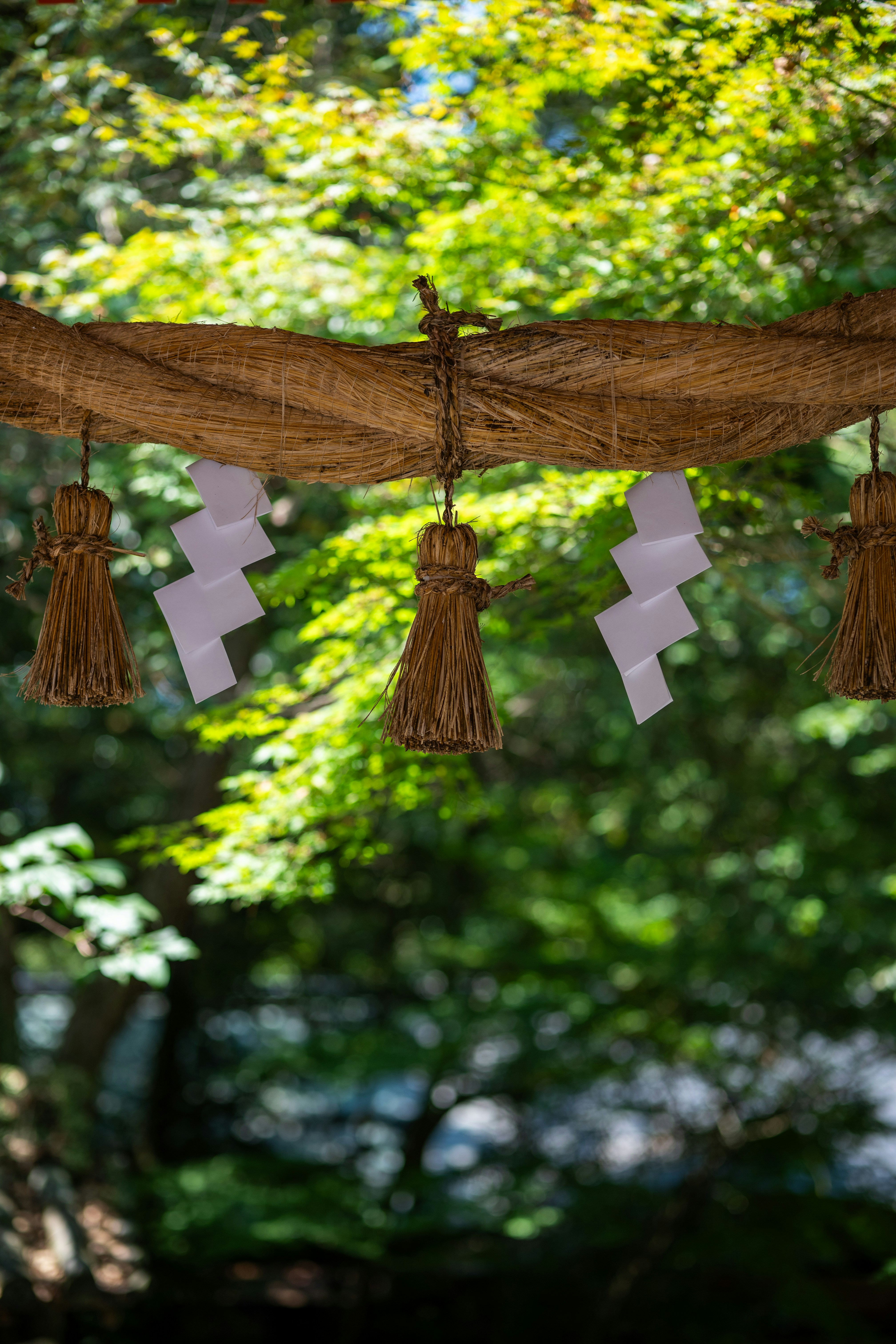 A string of tassels hanging from a tree photo – Free Forest Image on ...