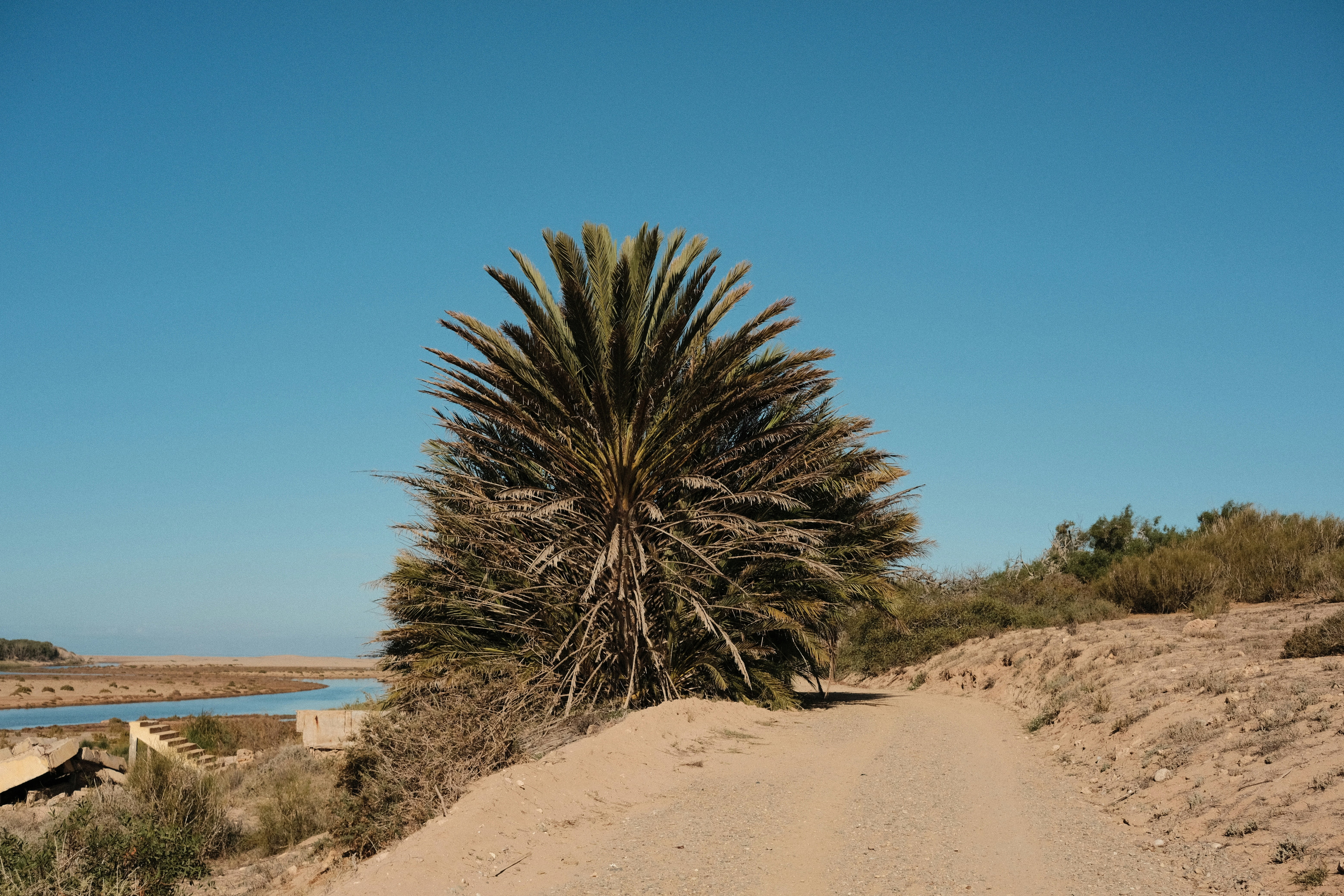 Lone Palm Along a Sun-Warmed Desert Trail