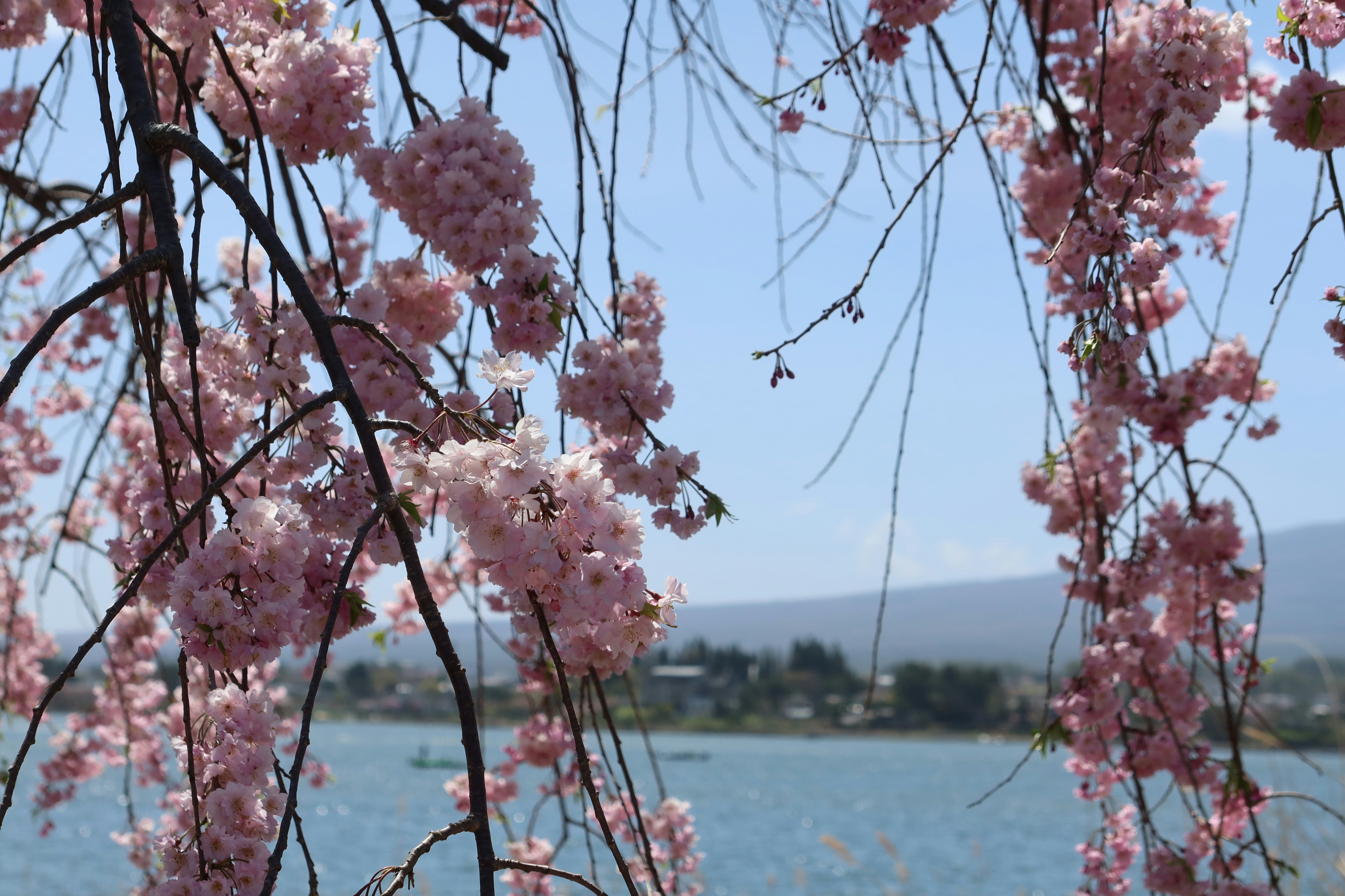 Pink cherry blossoms hanging over a serene lake with distant hills under a clear blue sky.