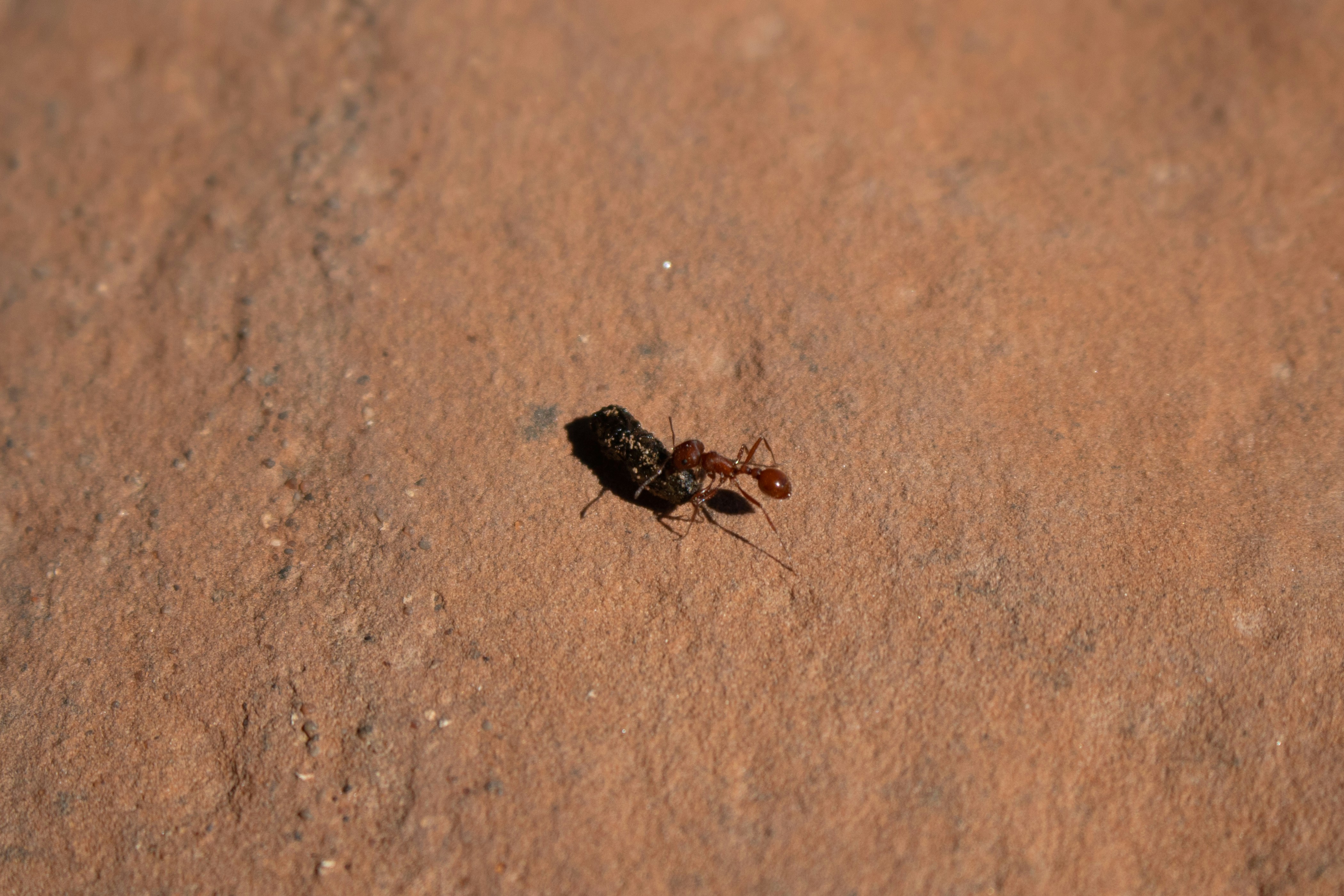 Brown ant carrying food at Arches National Park, Utah, USA