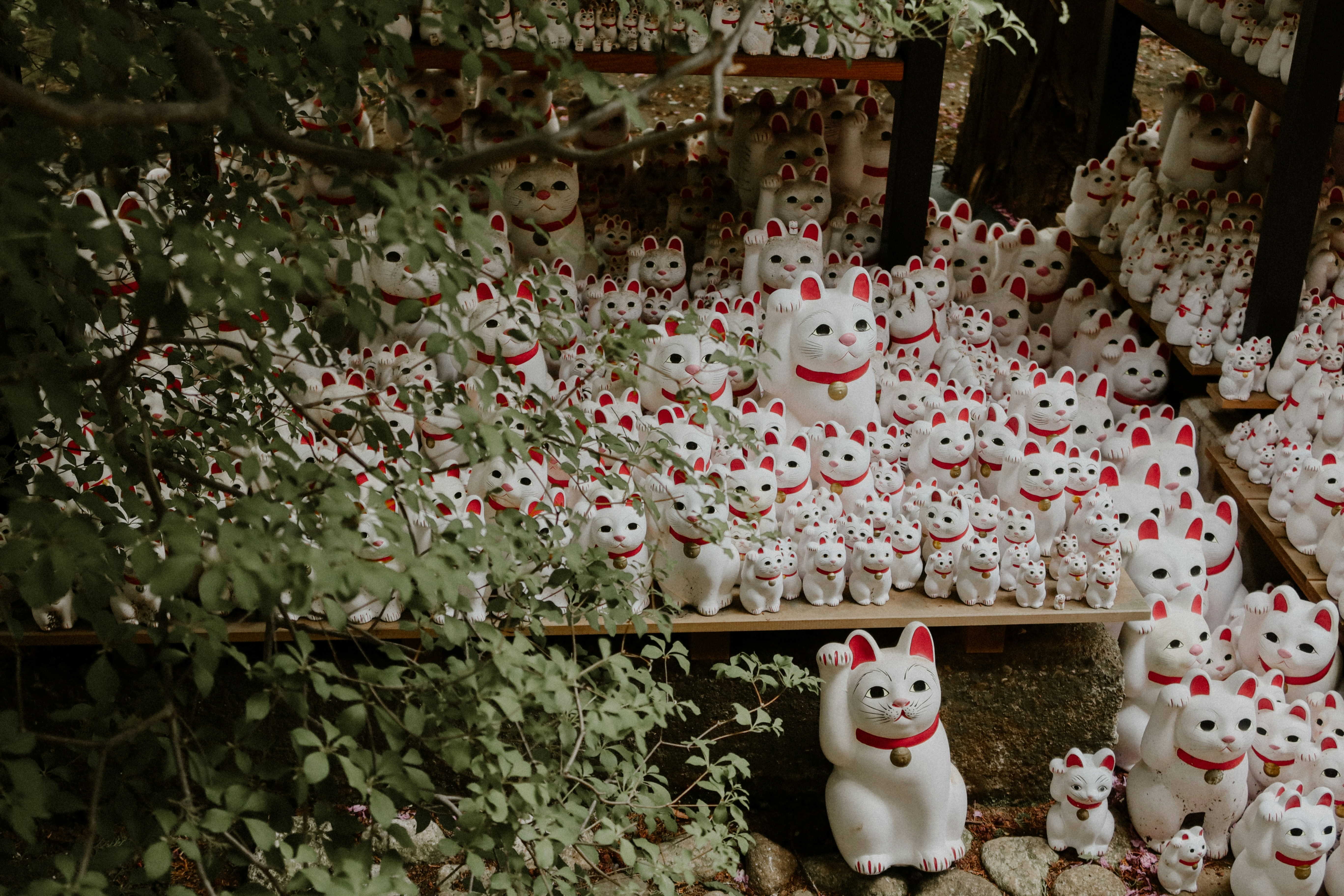 A bunch of white cats that are sitting in the grass photo – Free Japan ...