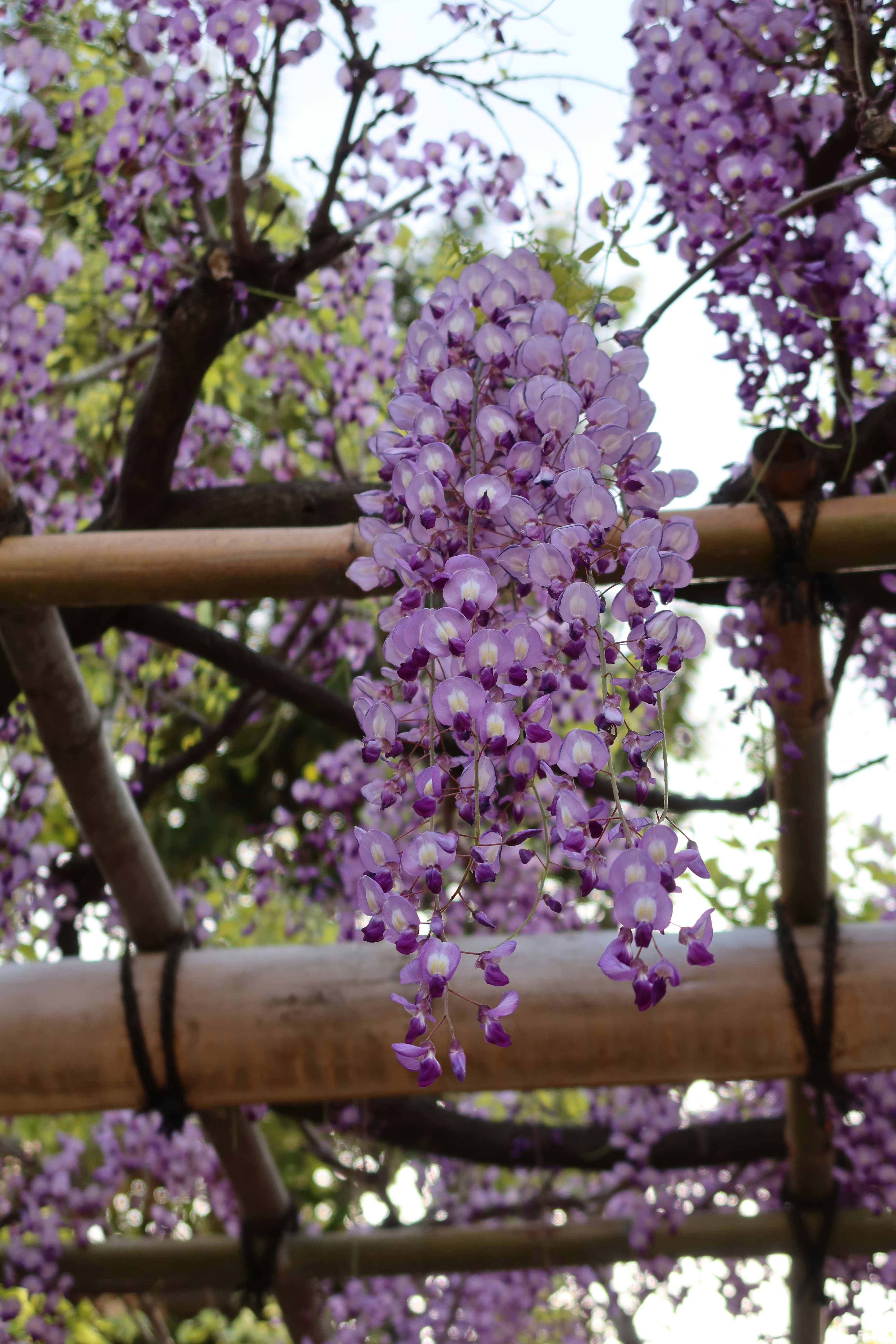 A bunch of purple flowers growing on a tree photo – Free Flowers Image ...