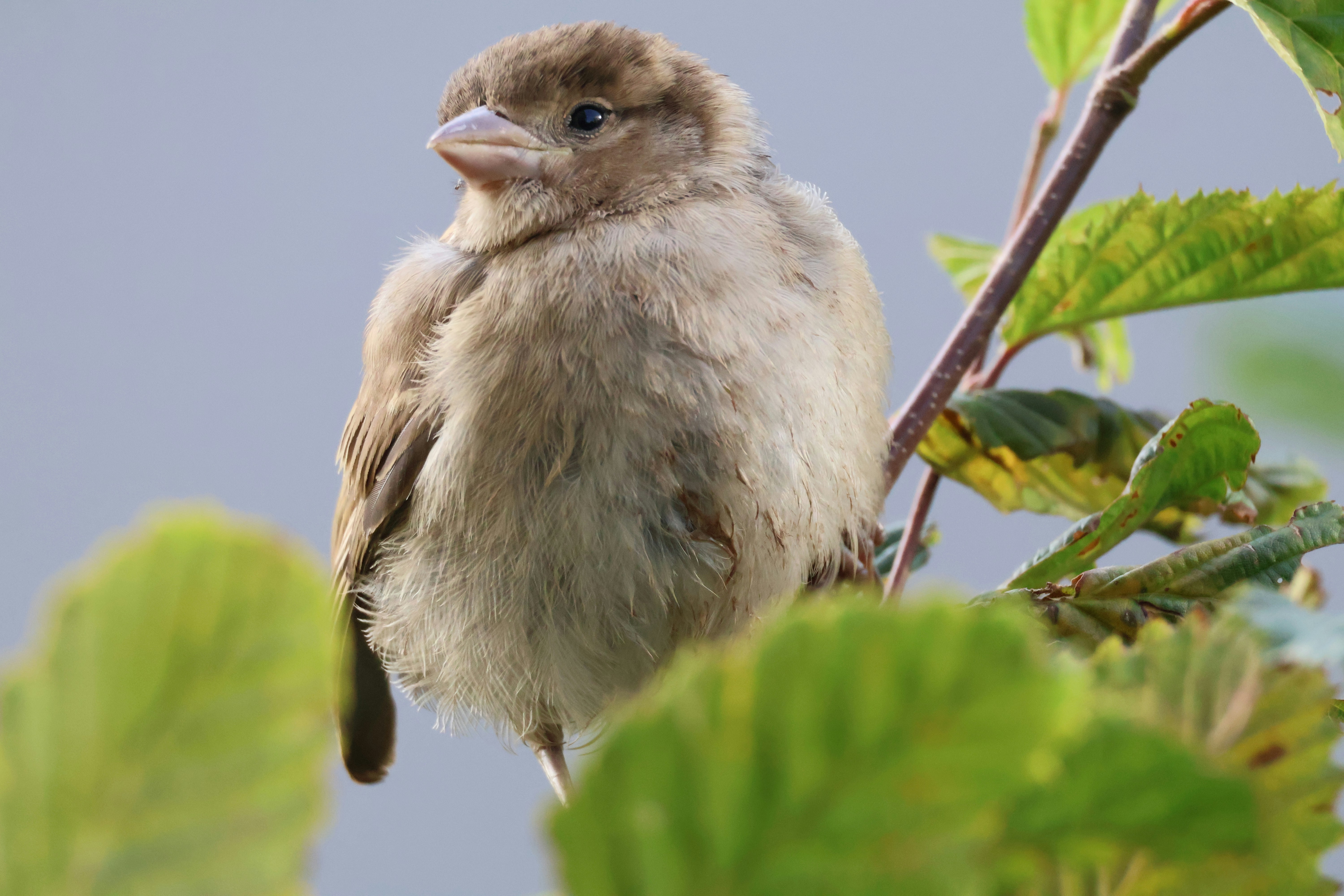 Quiet Portrait in Green: A juvenile sparrow perched on a leafy twig against a muted blue-gray backdrop