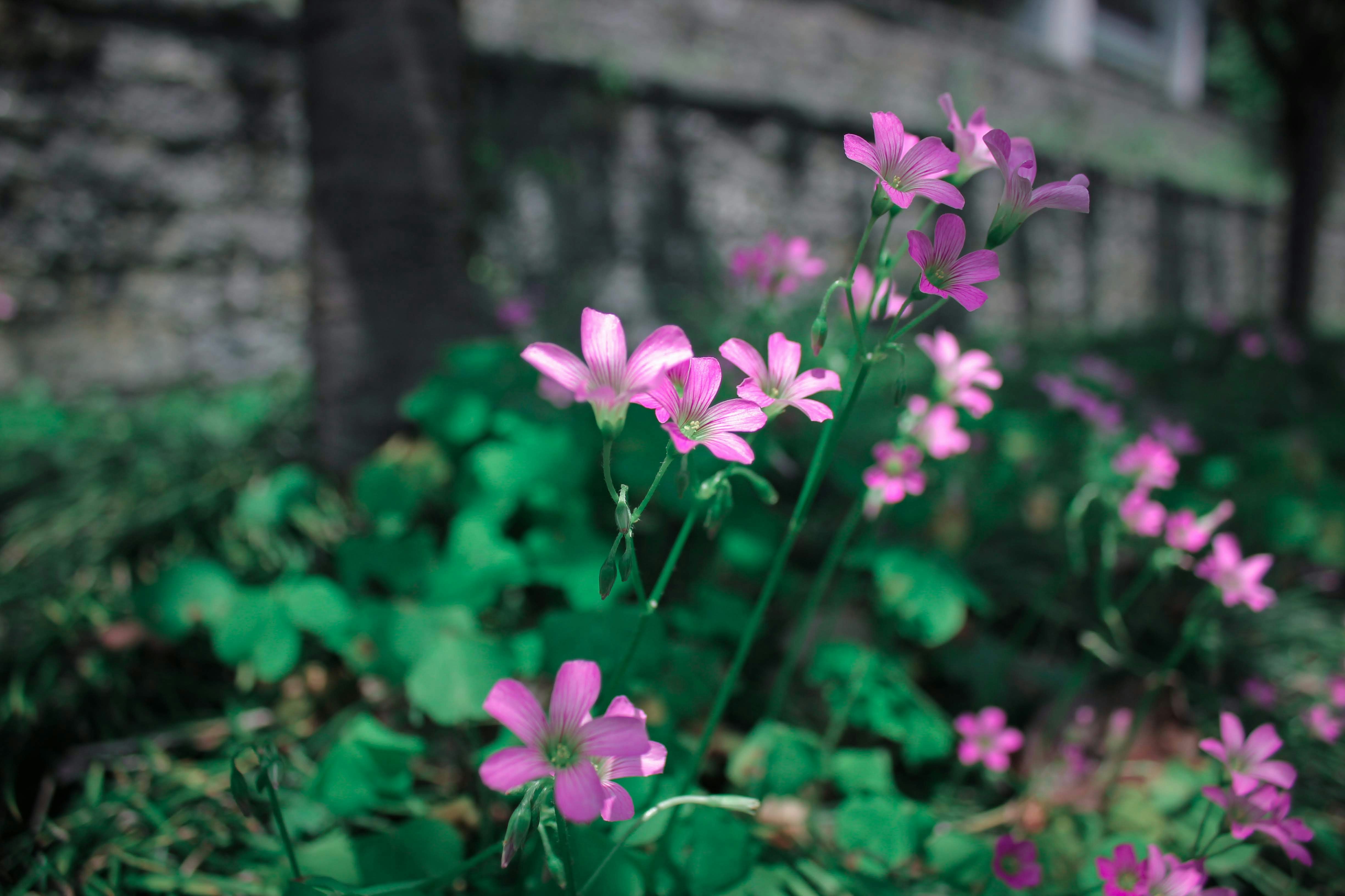 Pink Wildflowers Reach Toward a Weathered Stone Wall