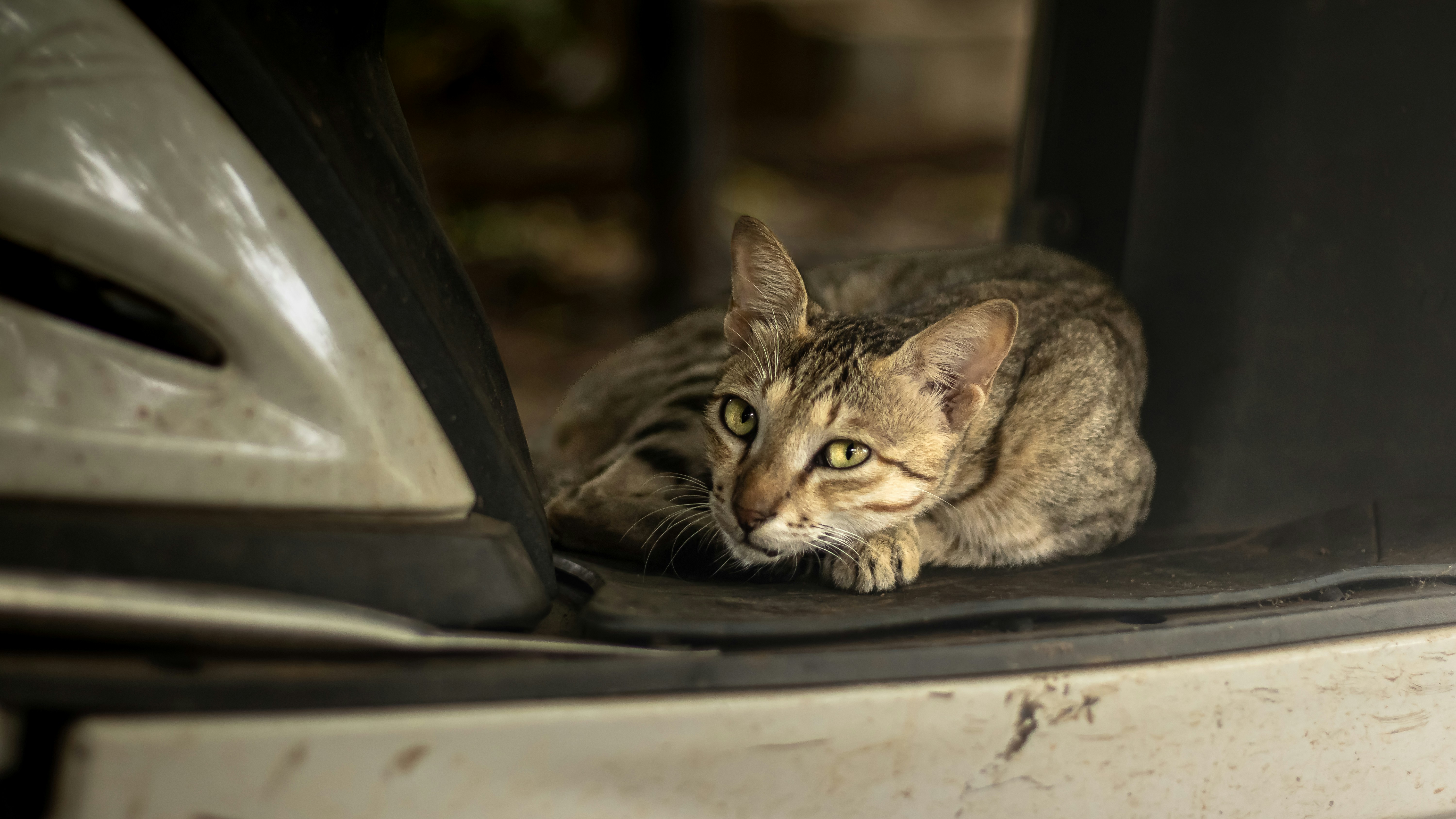 Cat Resting in a Car Trunk: A Quiet Moment Under Dim Light