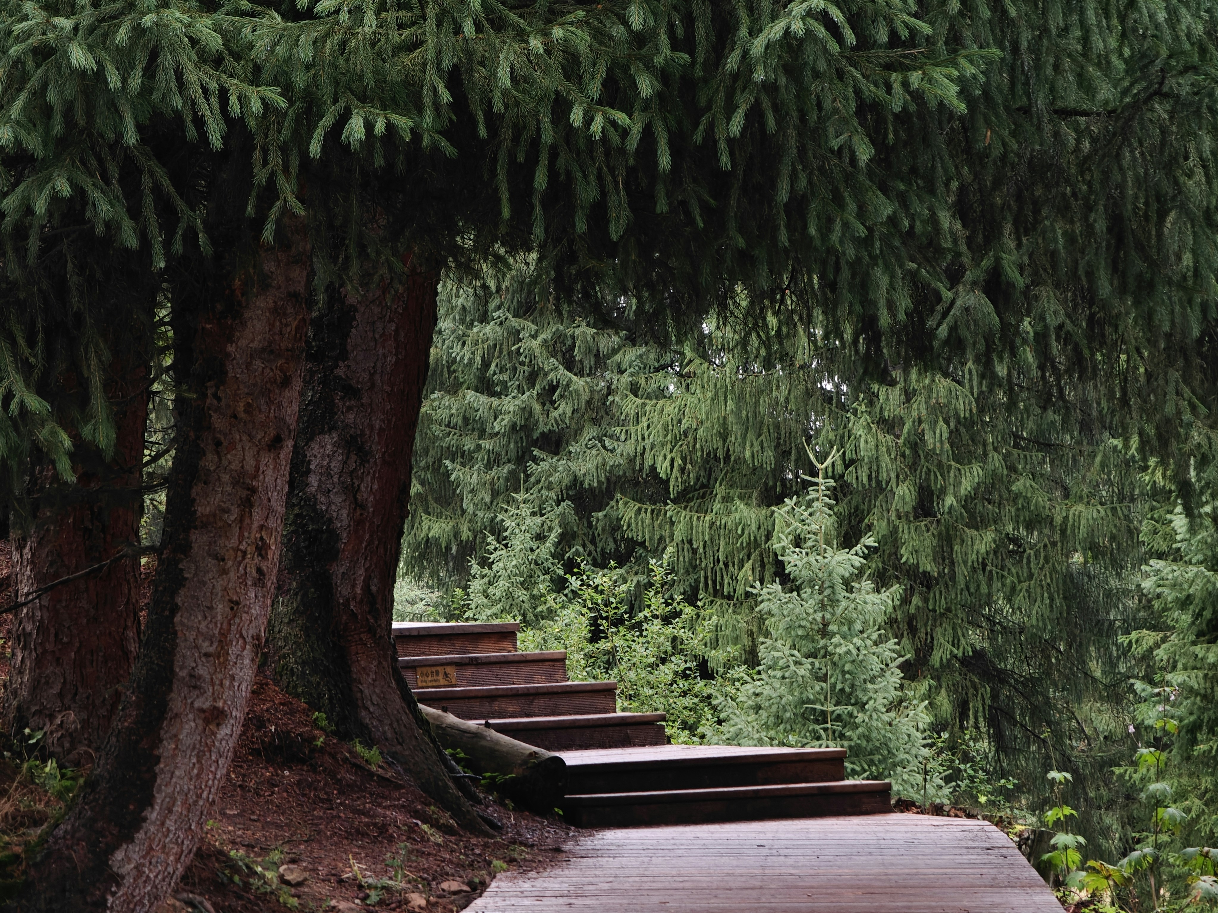 A group of steps that are next to a tree photo – Free Tree Image on ...