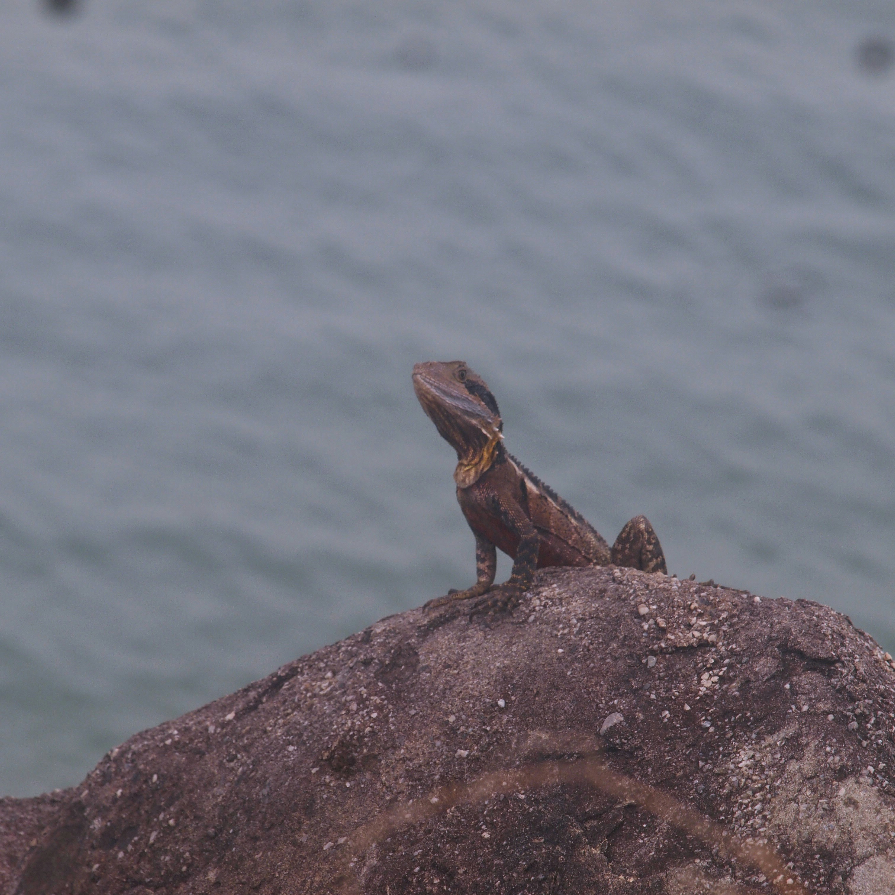 A lizard sitting on top of a rock near the ocean