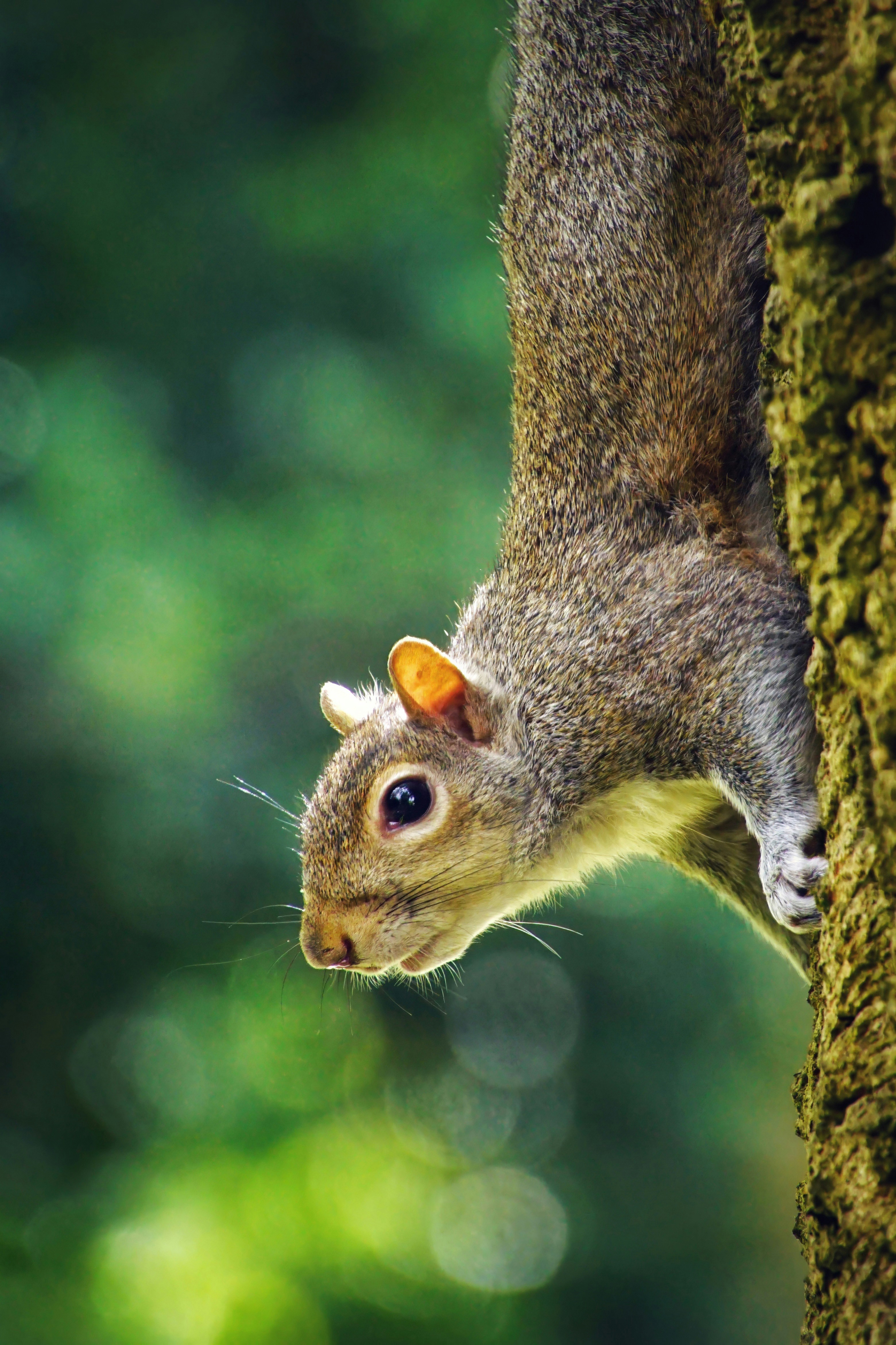 One of the world famous Hyde Park🇬🇧 squirrels striking a pose while coming down a tree.