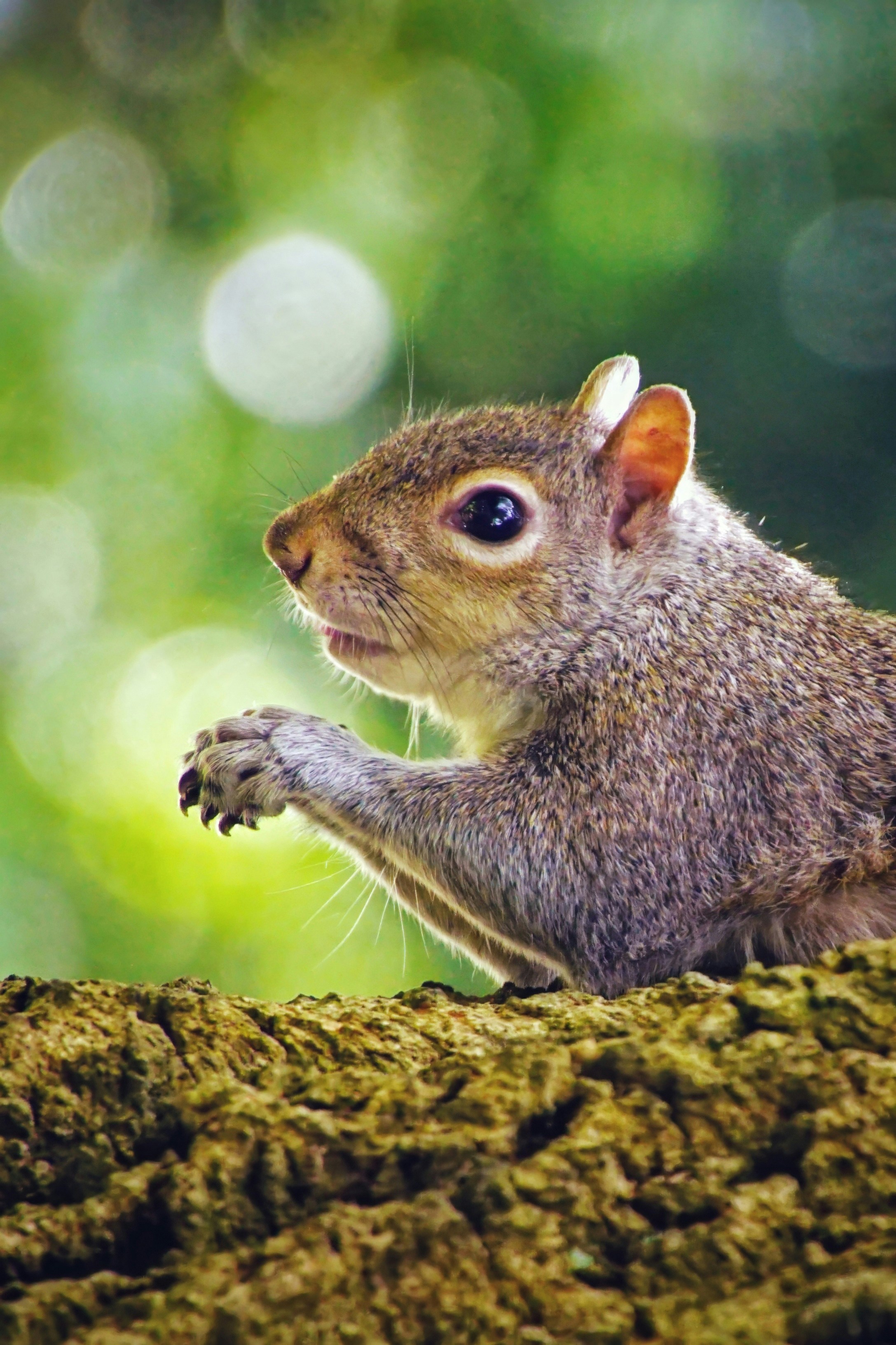 A close-up of a squirrel perched on a textured tree trunk, gazing intently with its paws clasped together. The background features soft, blurred green bokeh.