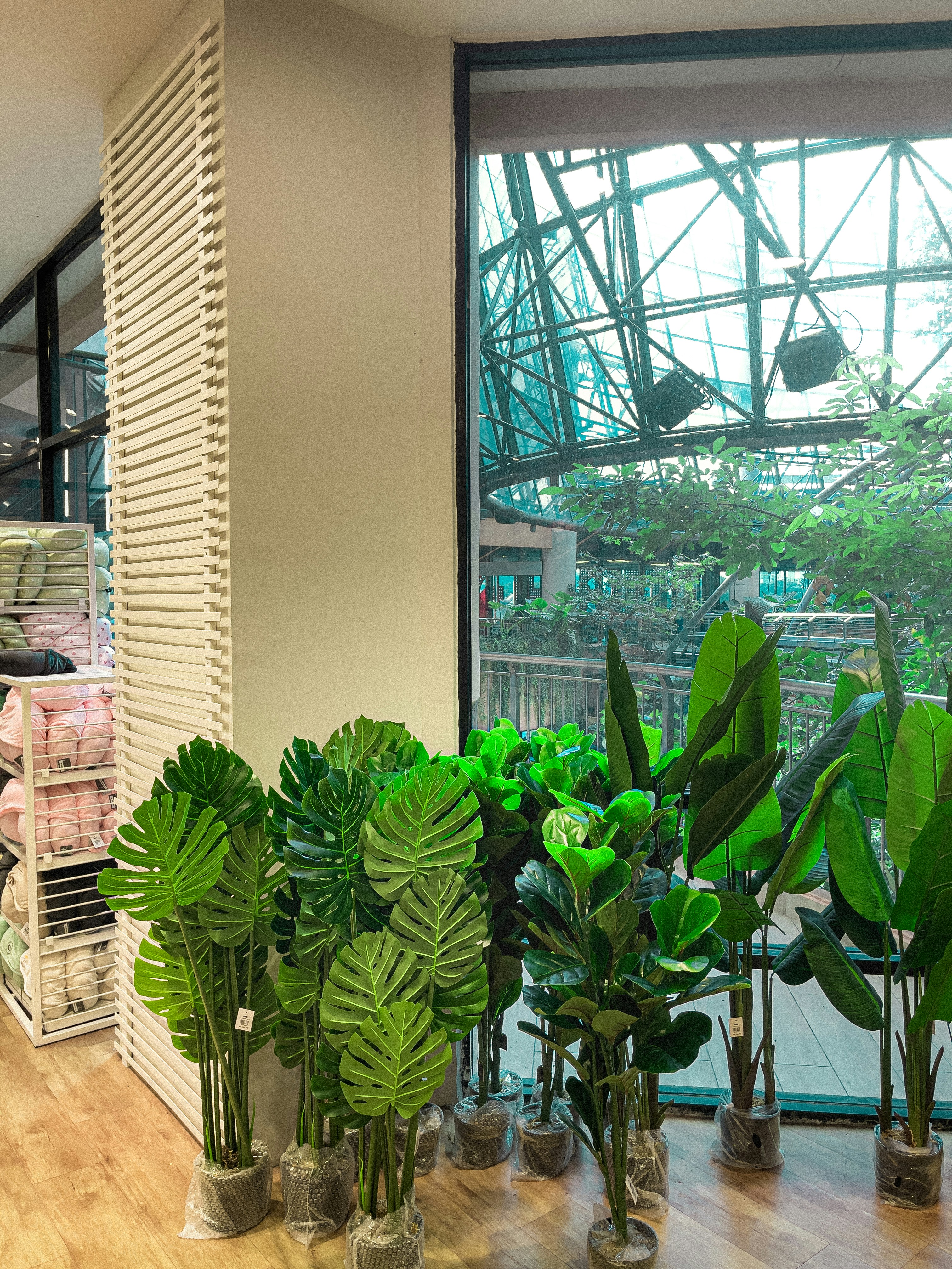 Verdant Stand: Potted Monstera and Rubber Plants at Storefront