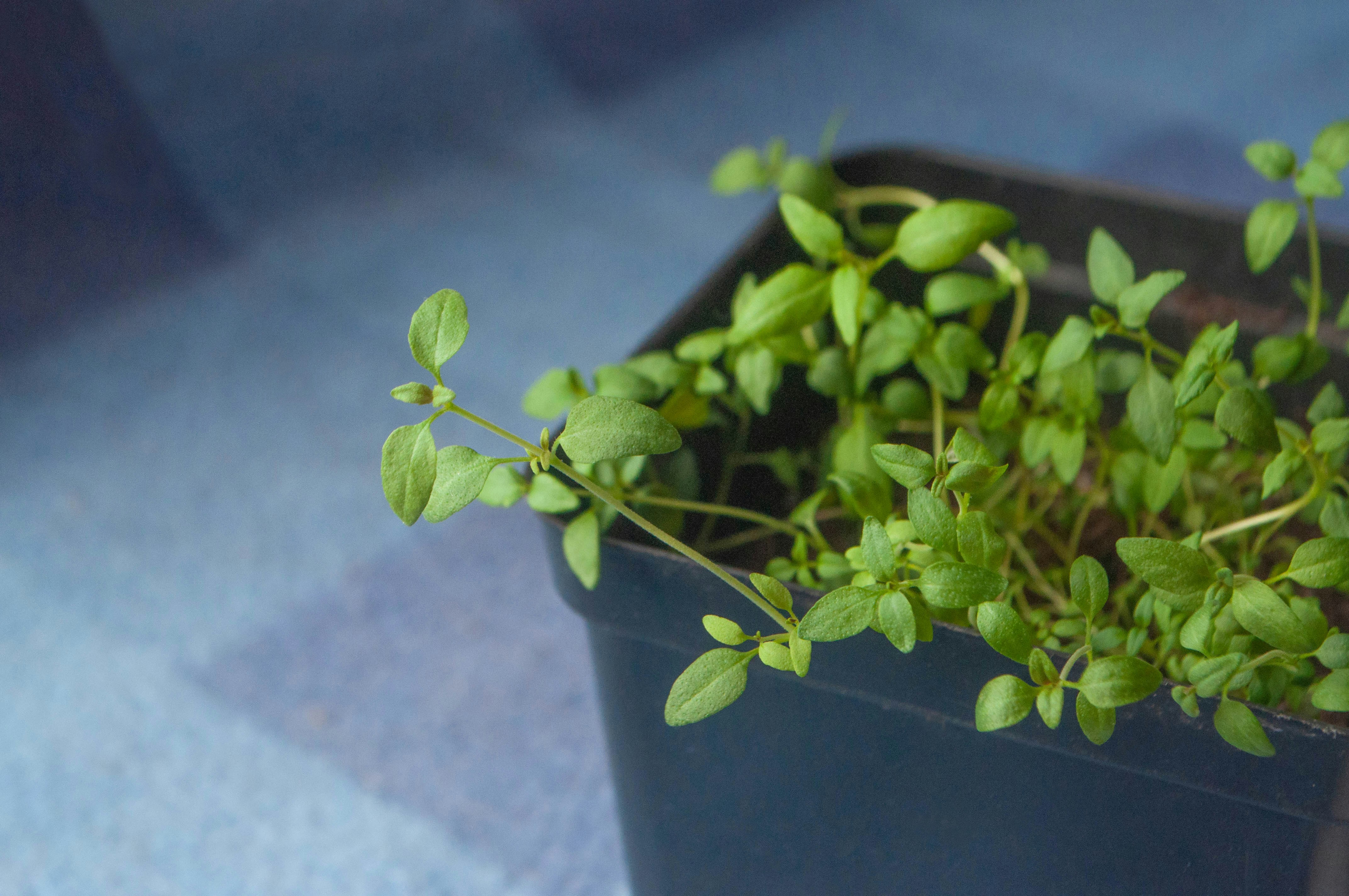 Garden thyme springs growing in a black plastic pot on blue background