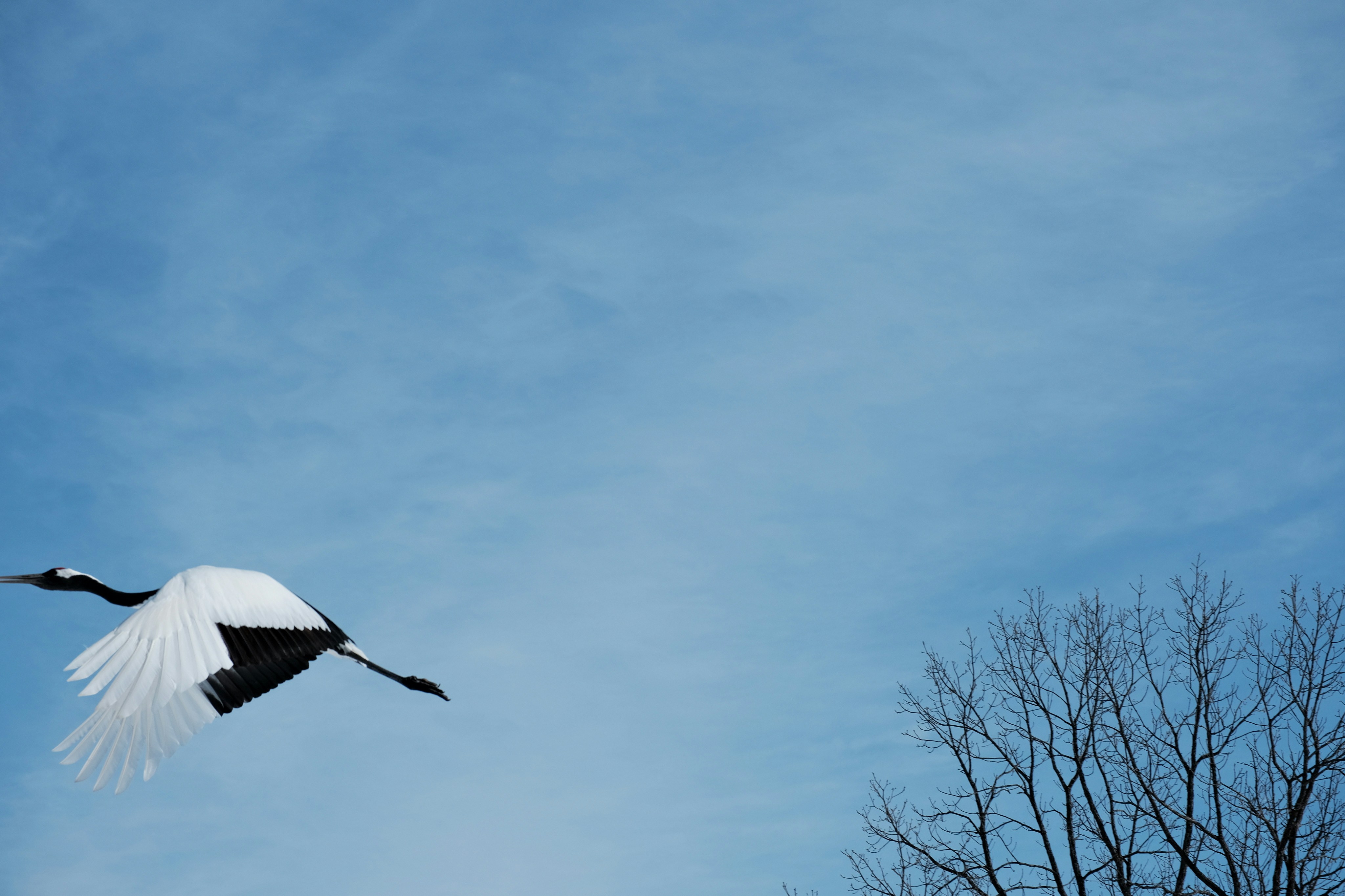 Azure Glide: White Crane Against a Quiet Sky