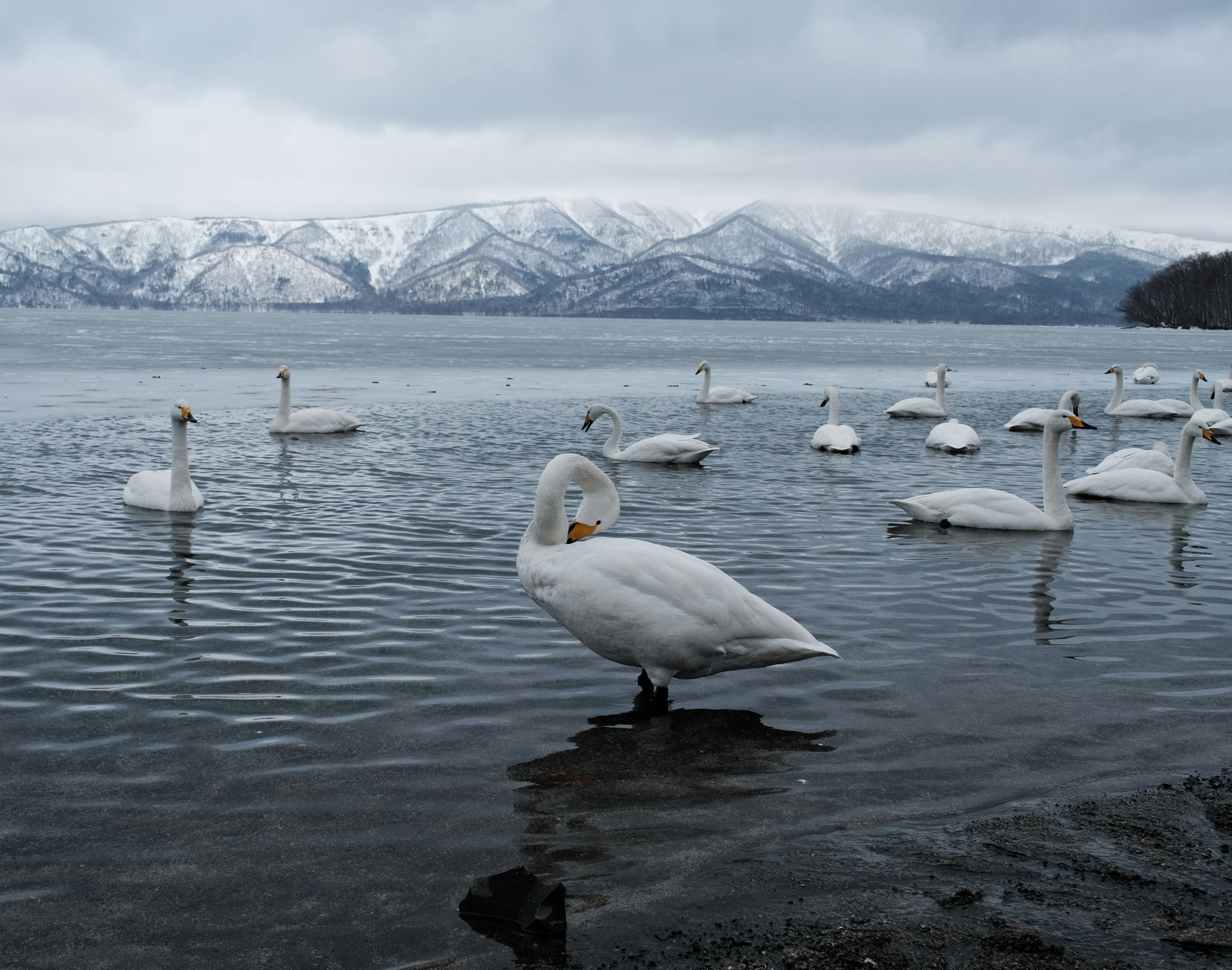 Swan Sentinel on a Quiet Winter Lake