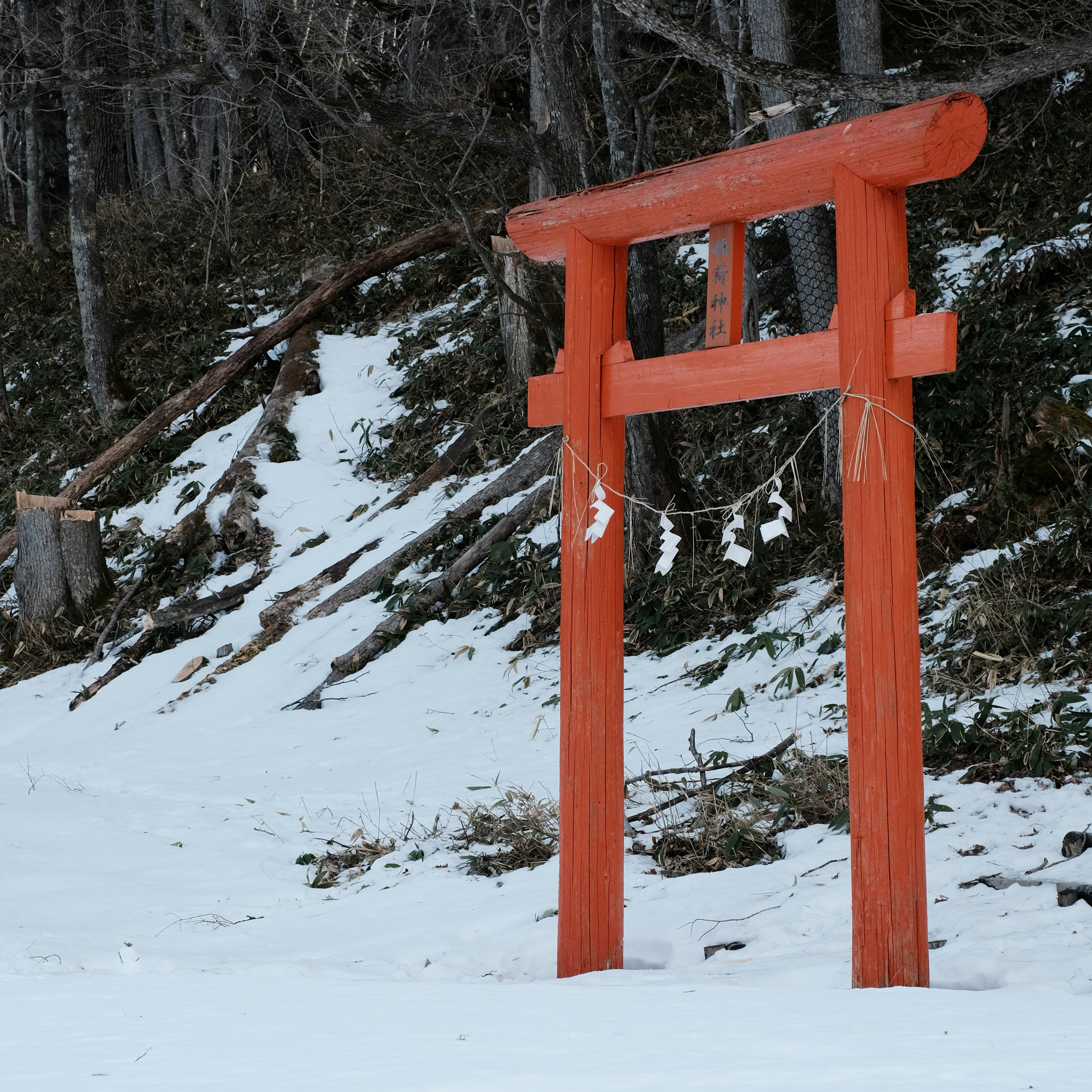 Scarlet Torii in Winter: A Snowbound Shrine Gate with Shimenawa