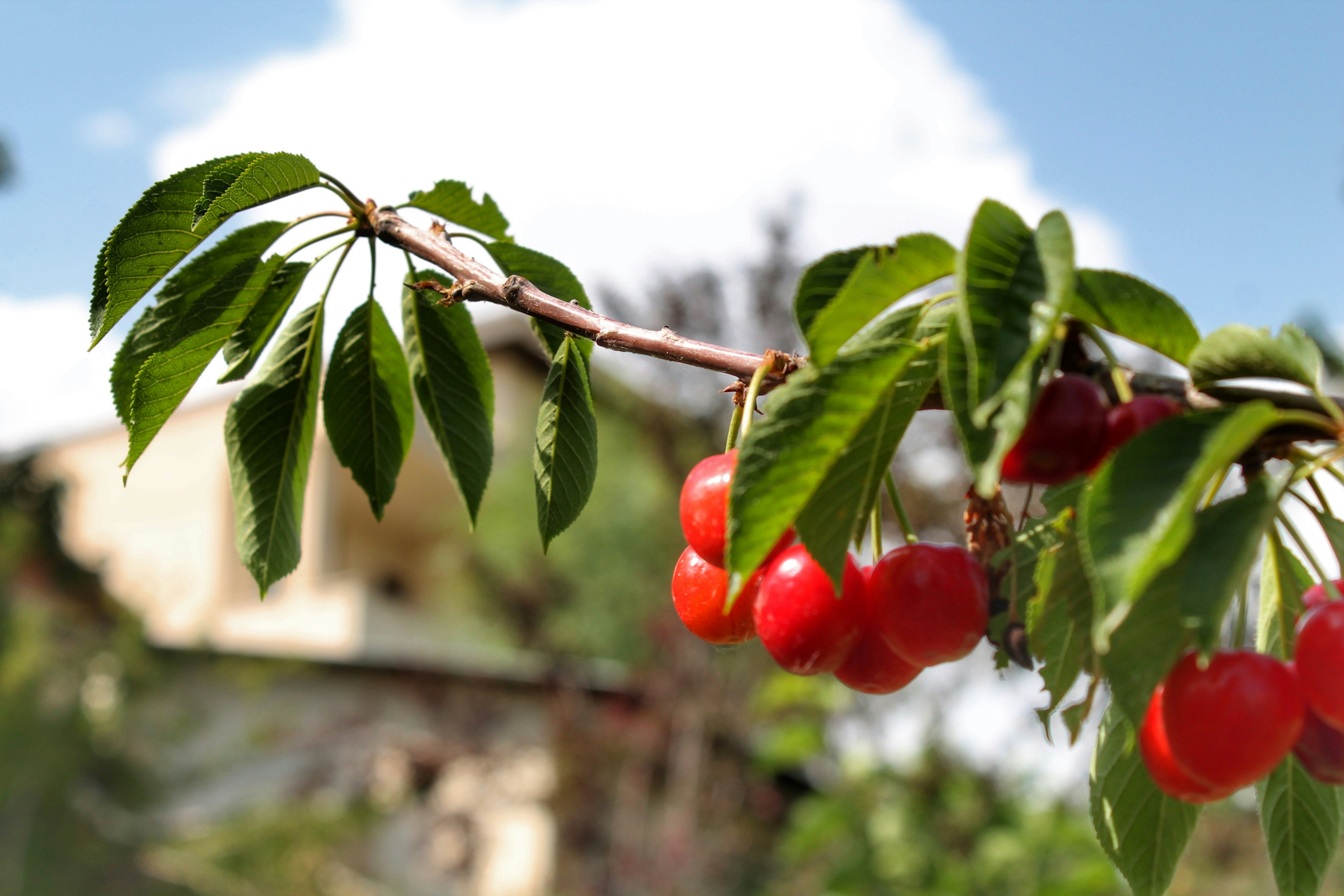 Cherry Branch in Sunlit Garden