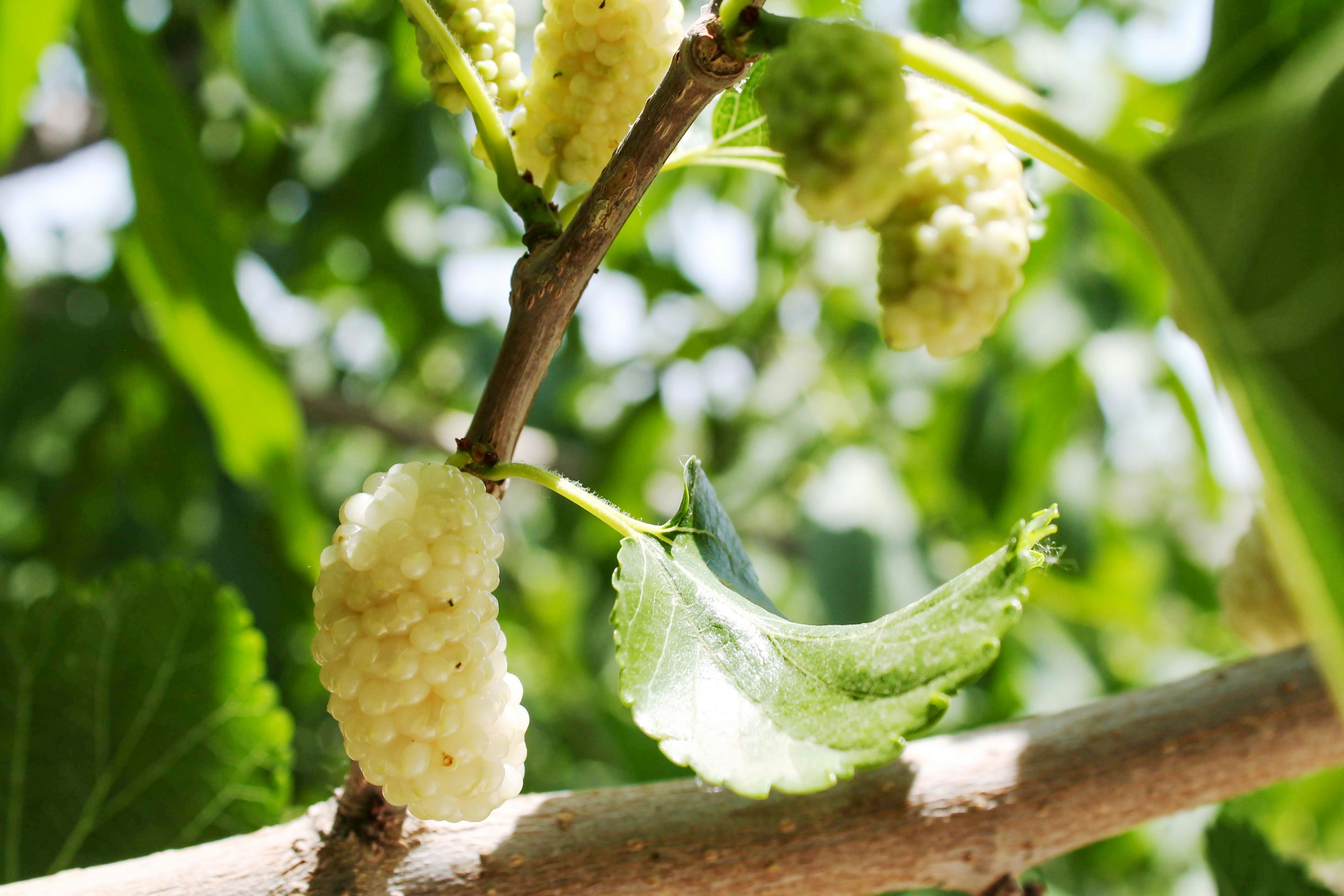 Creamy Mulberry Clusters in Sunlit Foliage