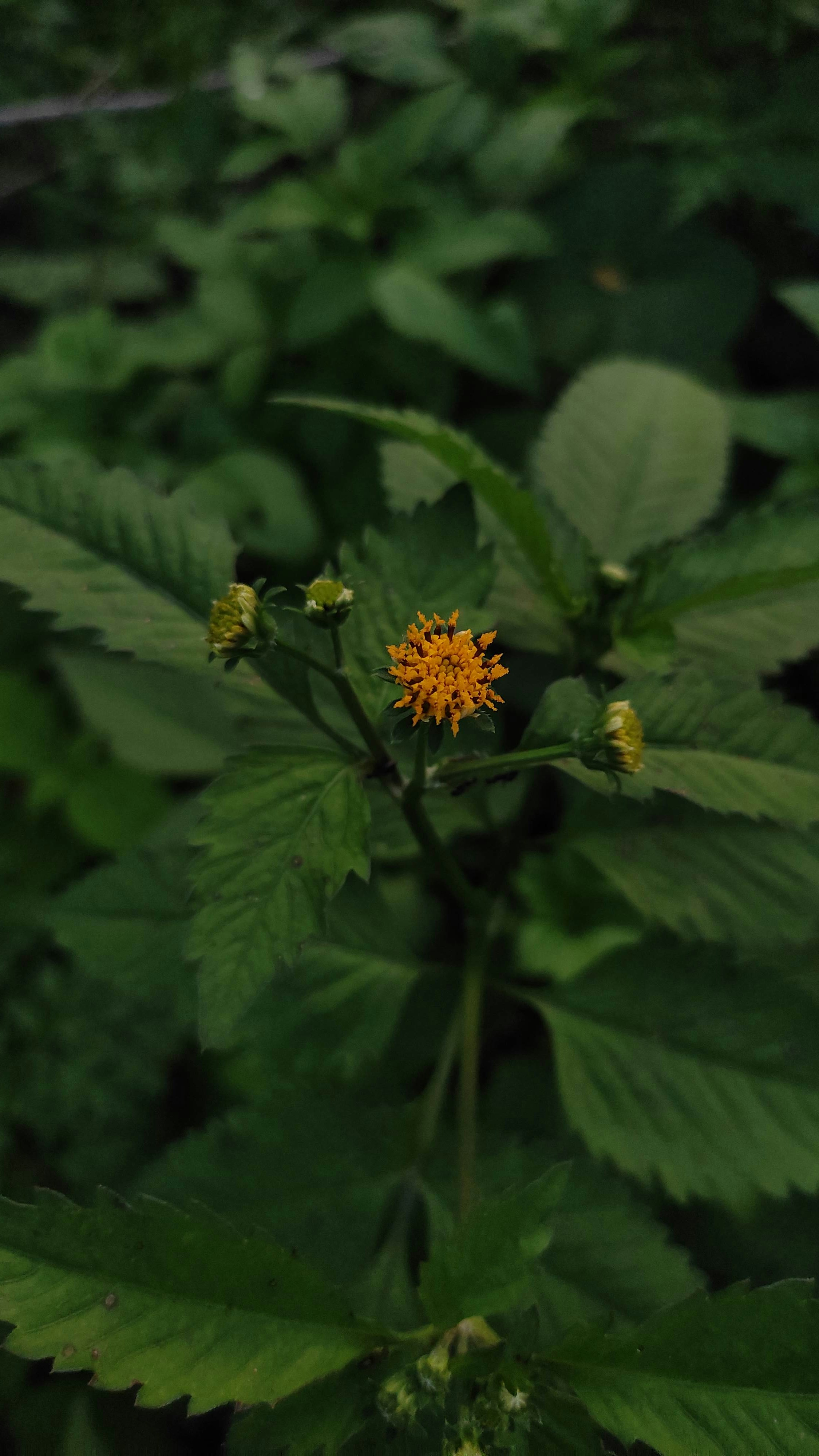 Amber Bloom at the Heart of Forest-green Foliage