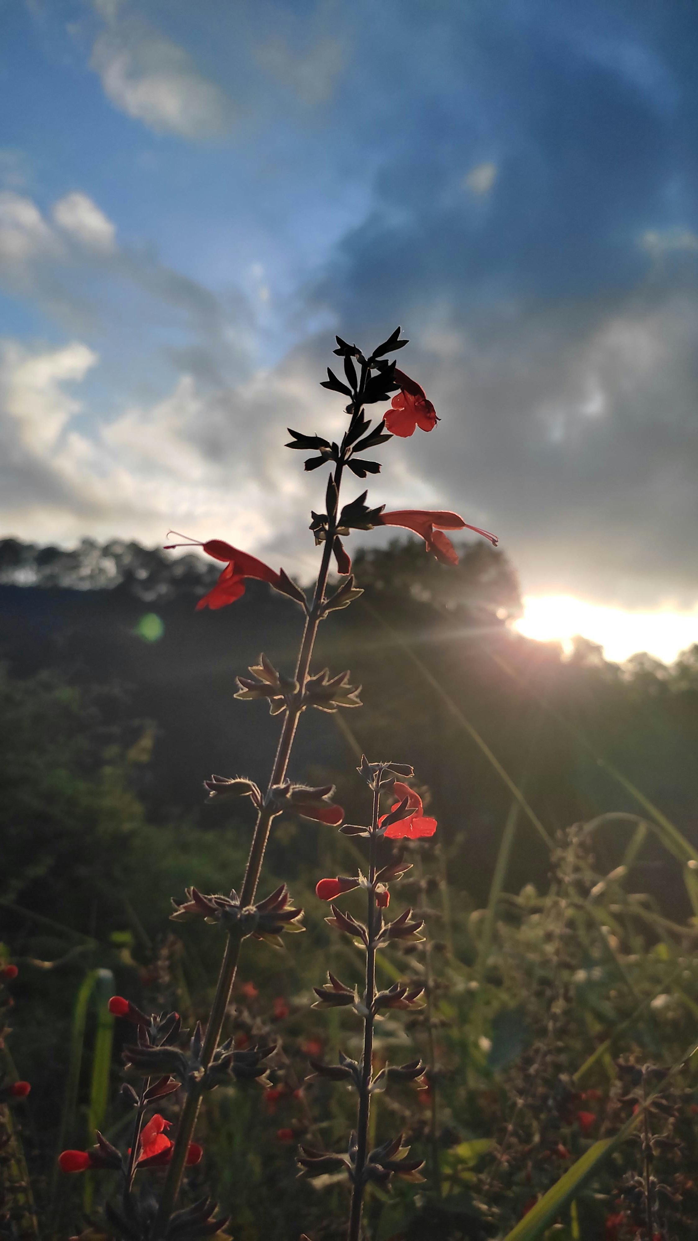 Sunlit crimson bloom: a lone stem against a dramatic dusk sky