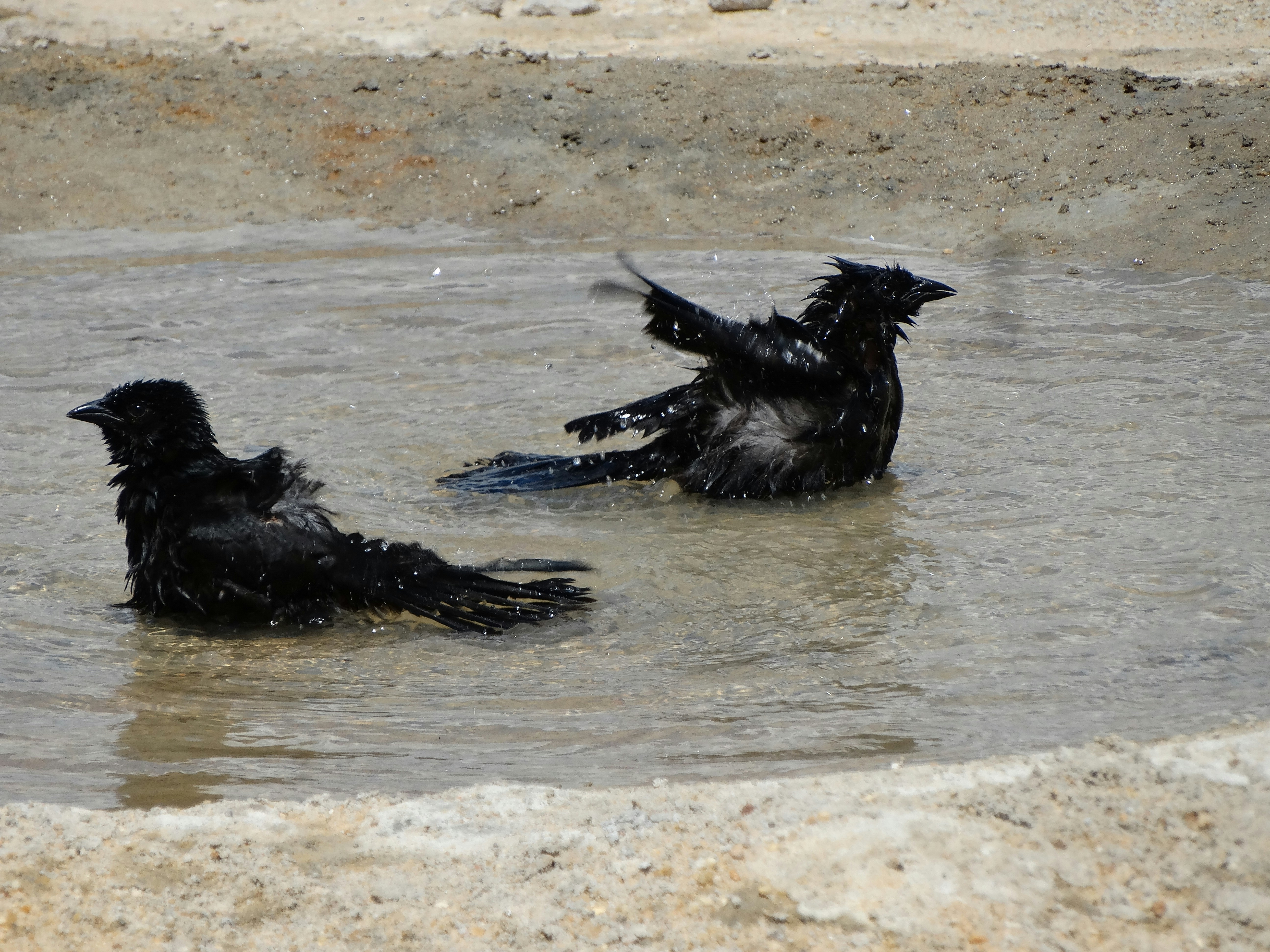 Two Crow-black Birds in a Shallow Muddy Pool