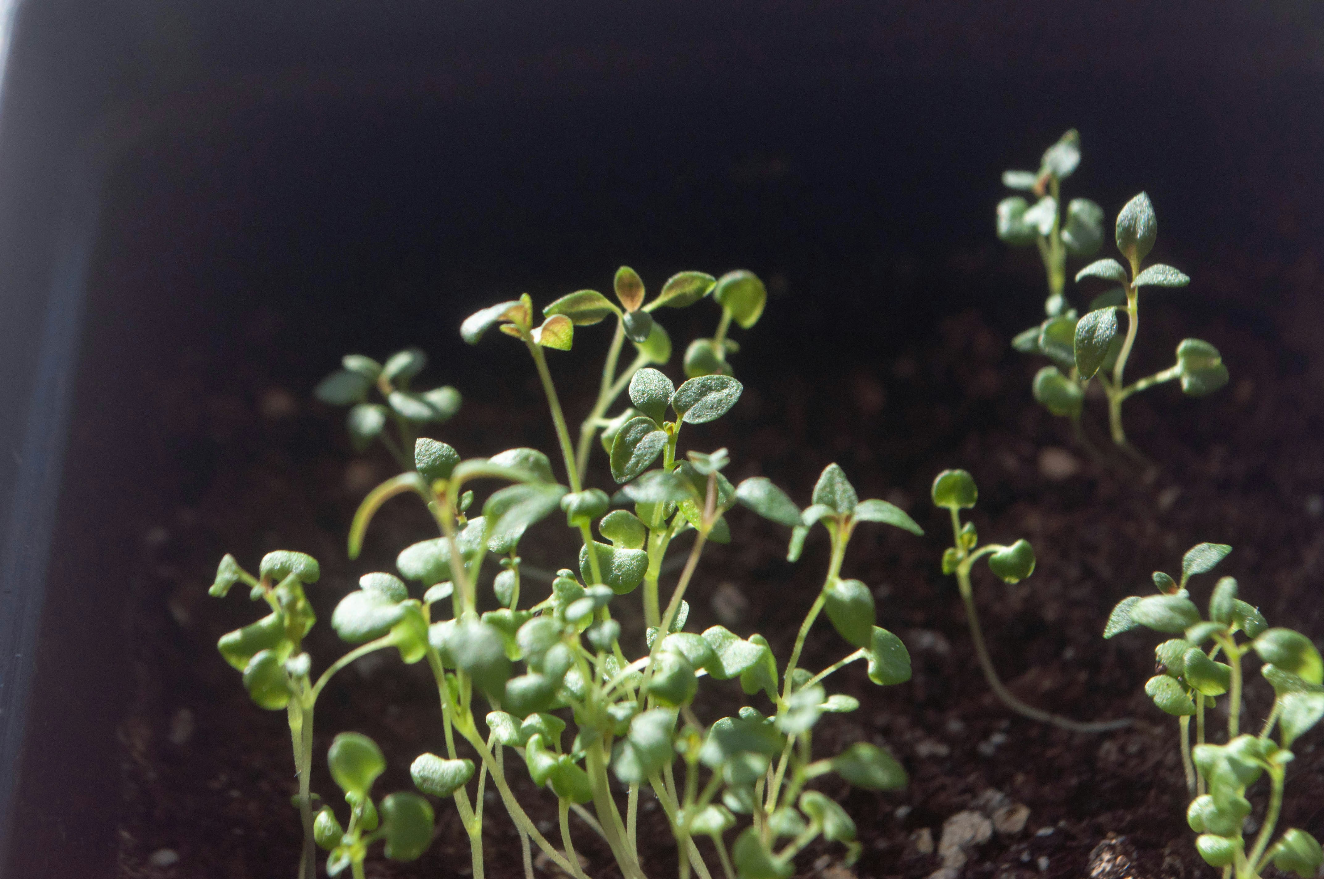 Tender Sprouts in a Pot: Micro-Garden Portrait