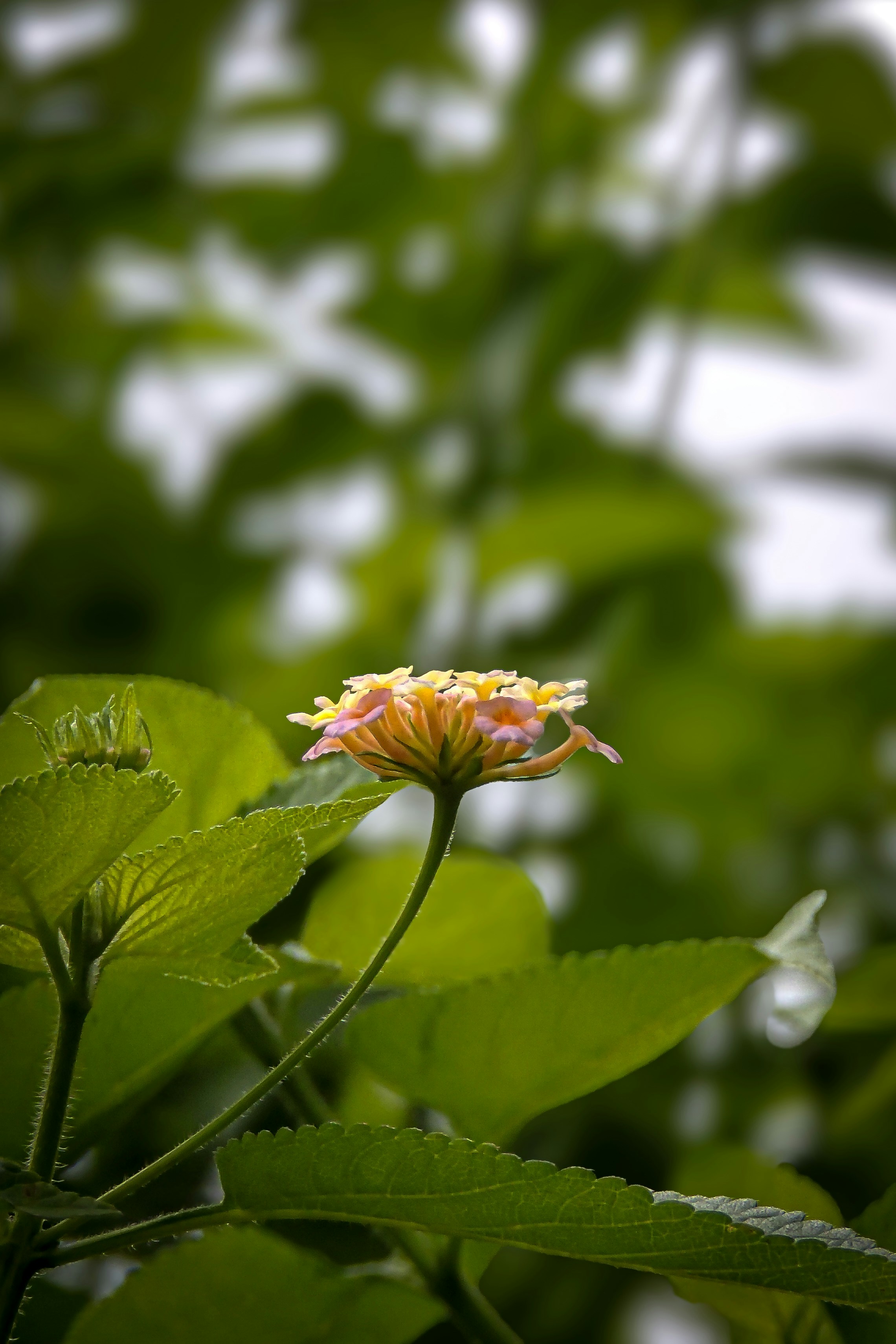 Solitary Zinnia in a Green Cathedral