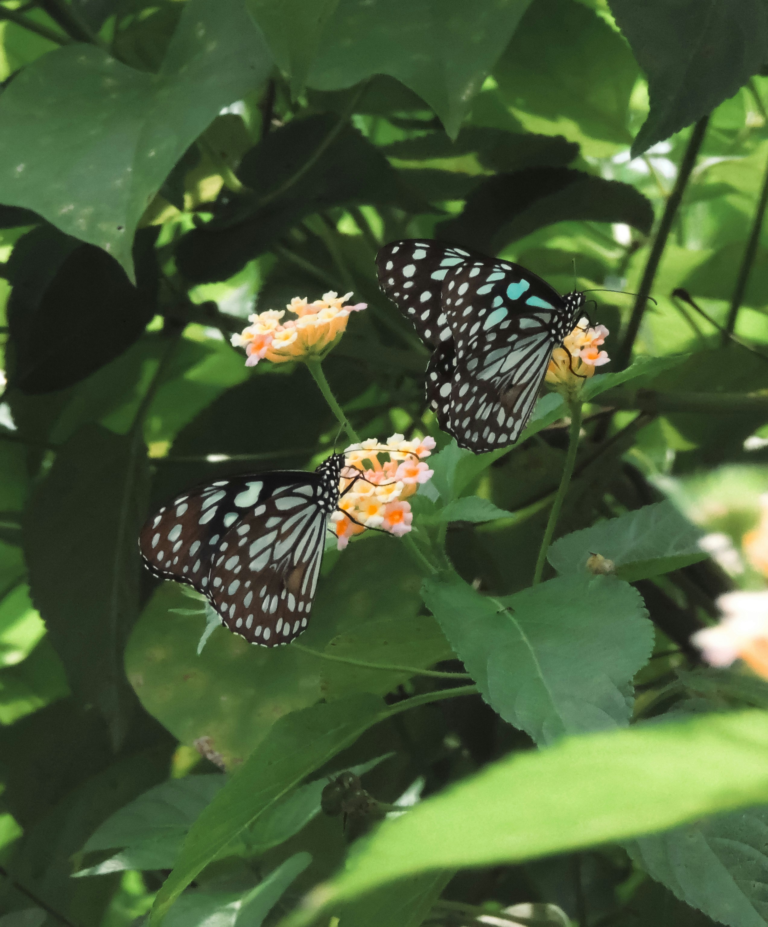 Trois papillons assis au sommet d’un arbre couvert de feuilles photo ...