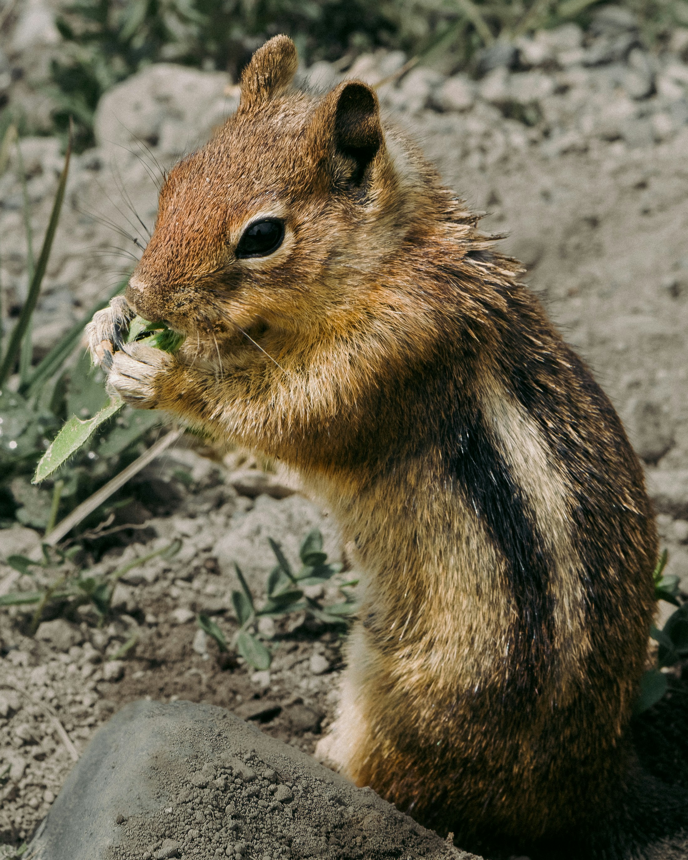 Leaf-Snack Pause: A Curious Chipmunk Under Afternoon Light