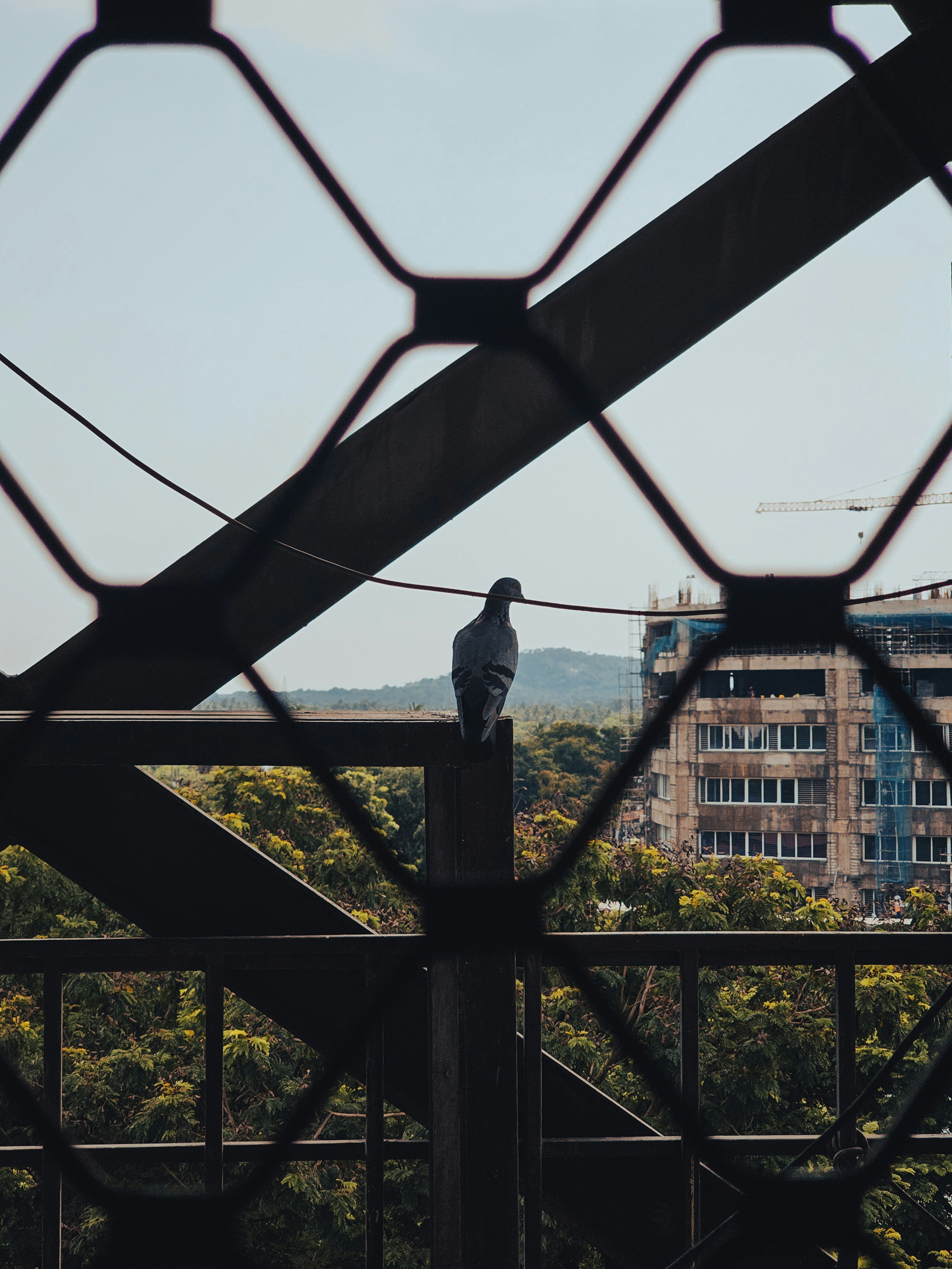 Perch Between Mesh and Skyline: A Pigeon on the Iron Lattice