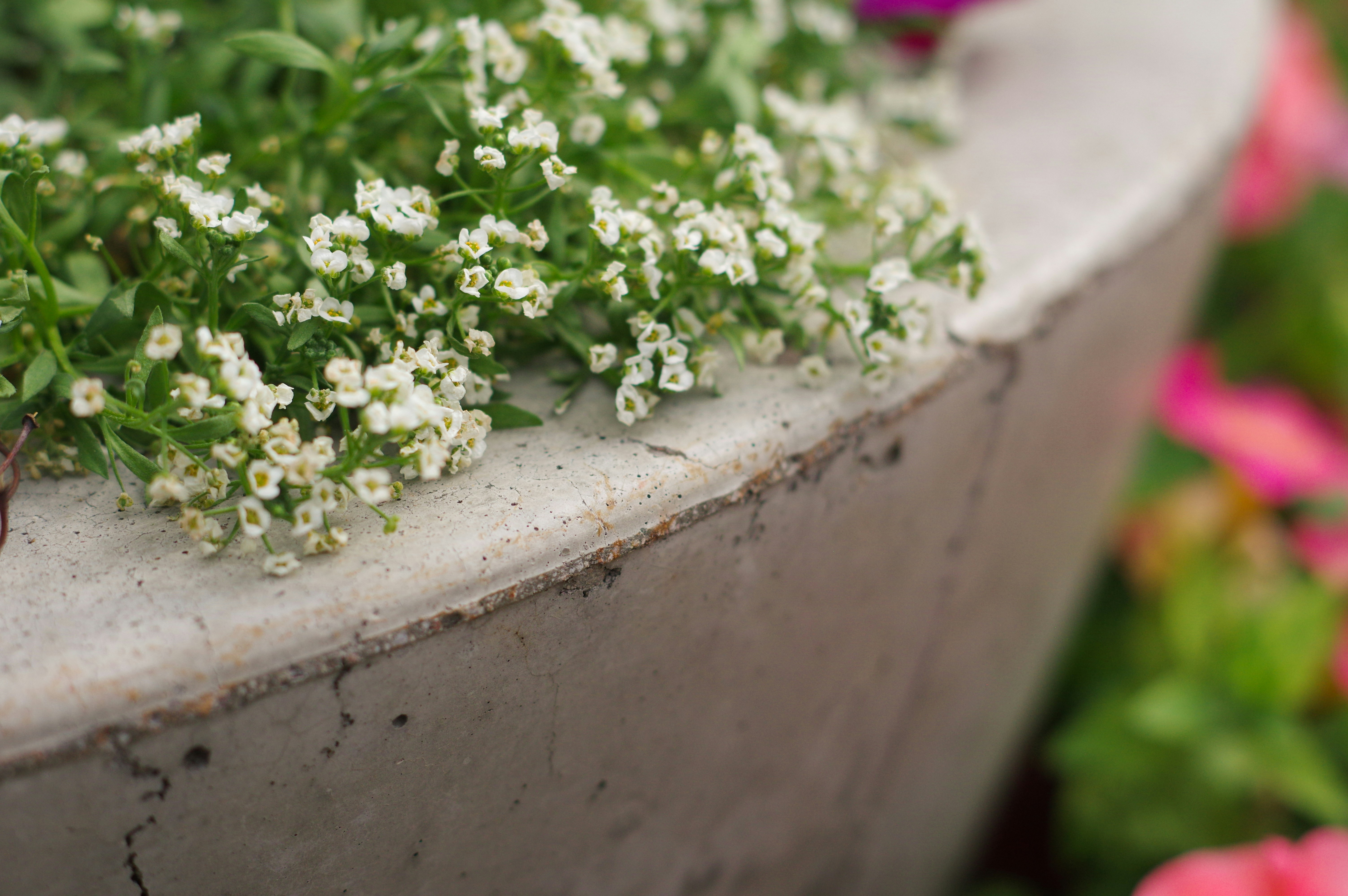 White blossoms over a curved concrete planter