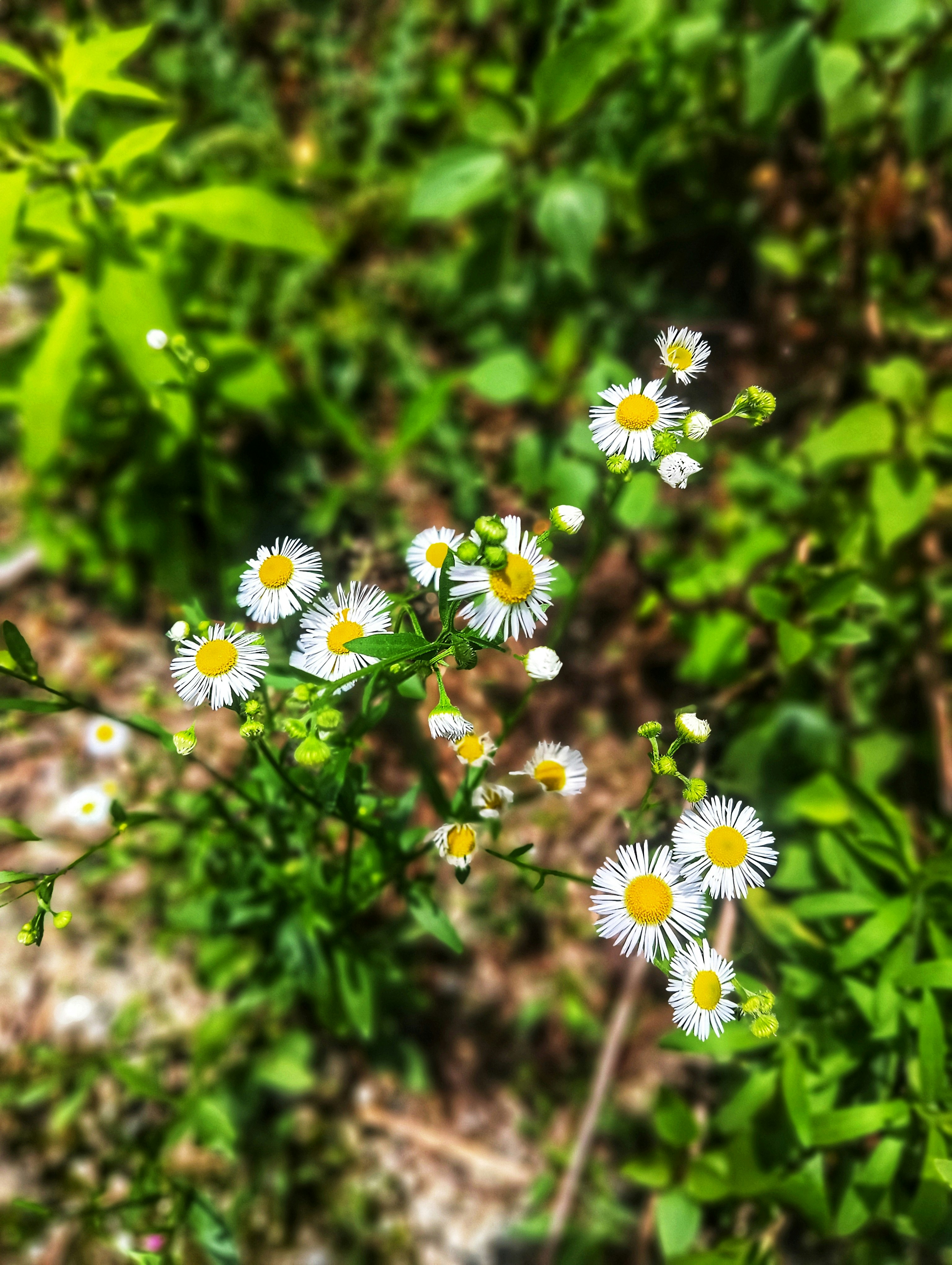 Delicate and serene, this chamomile flower showcases its charming white petals and suny yellow center. With its gentle, daisy-like appearance, it brings a touch of tranquility and natural beauty to any scene. ✨ | A group of daisies in a field of grass