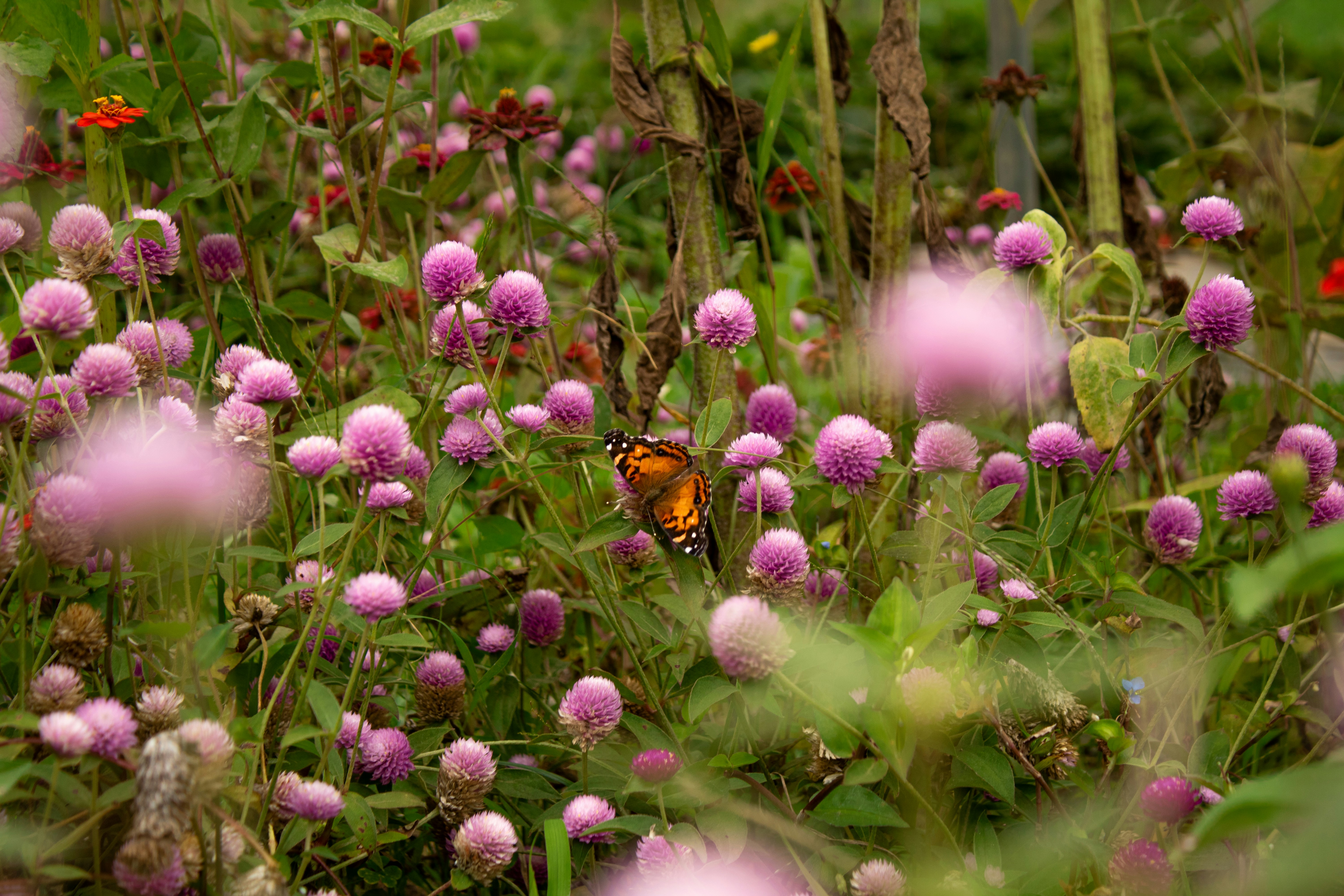 Fluttering Jewel Among Pink Globe Thistles