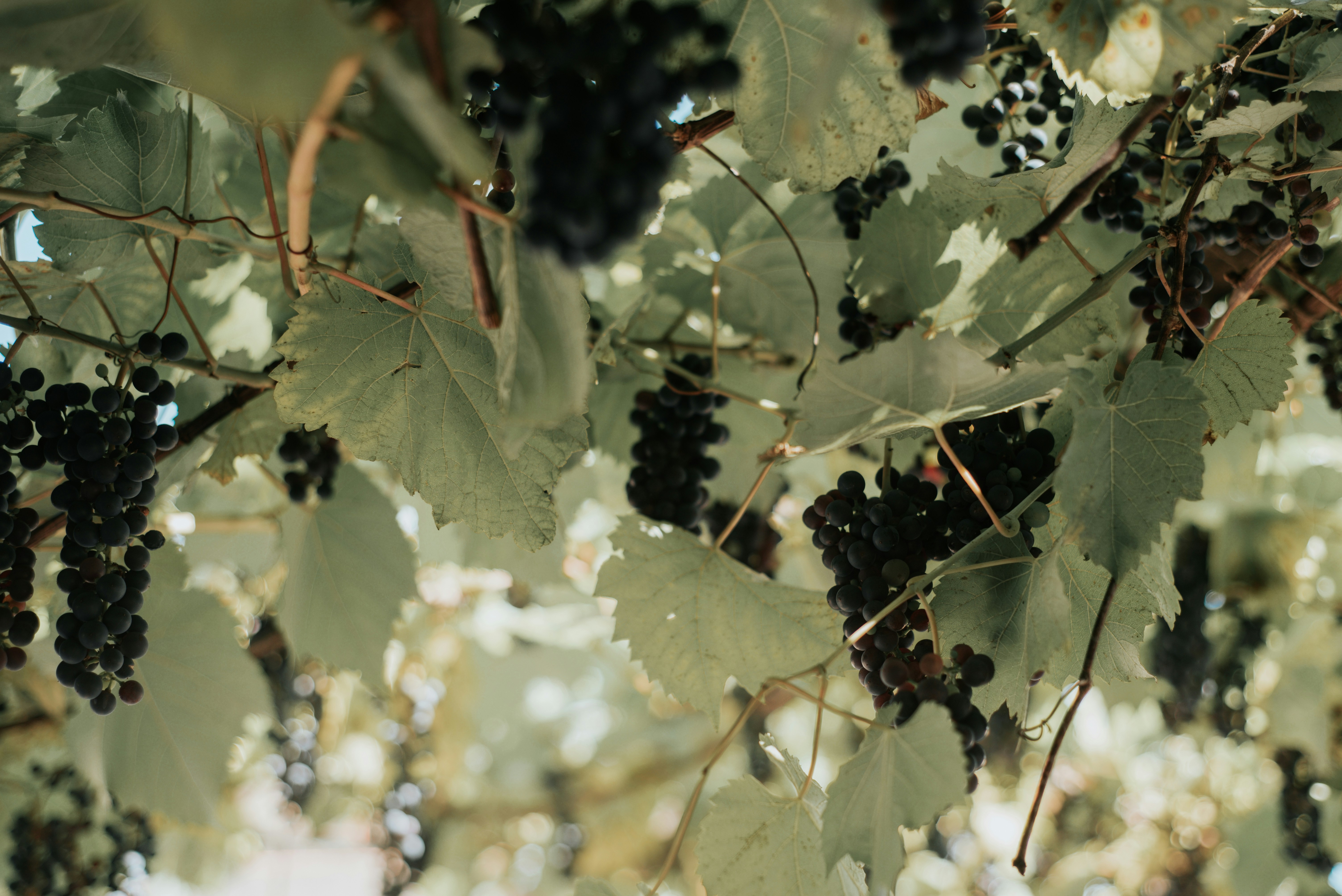 The Harvester: on fixed star Vindemiatrix - Azur Ad Astra