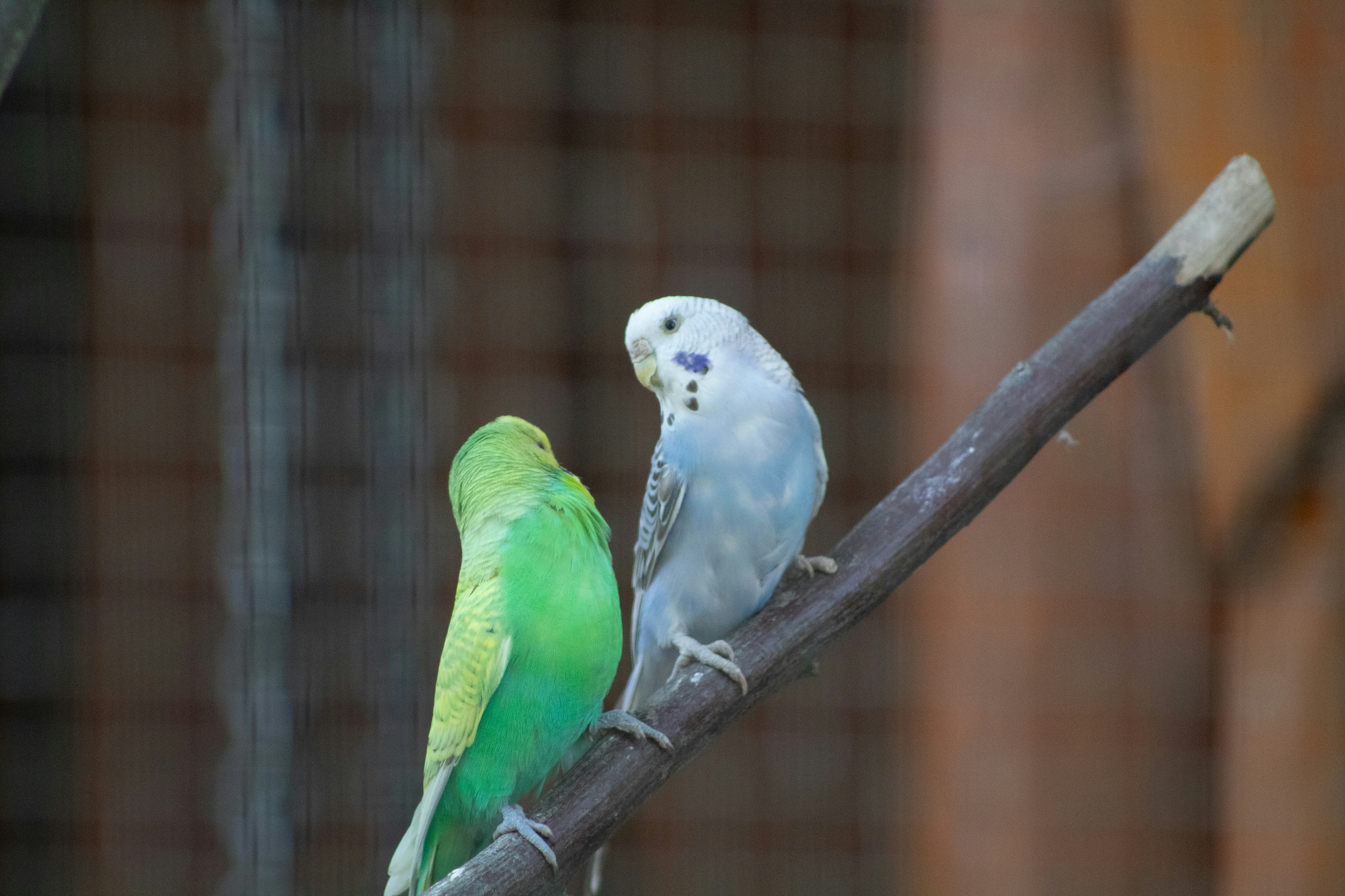 Photo by Pascal with Canon EOS 1300D