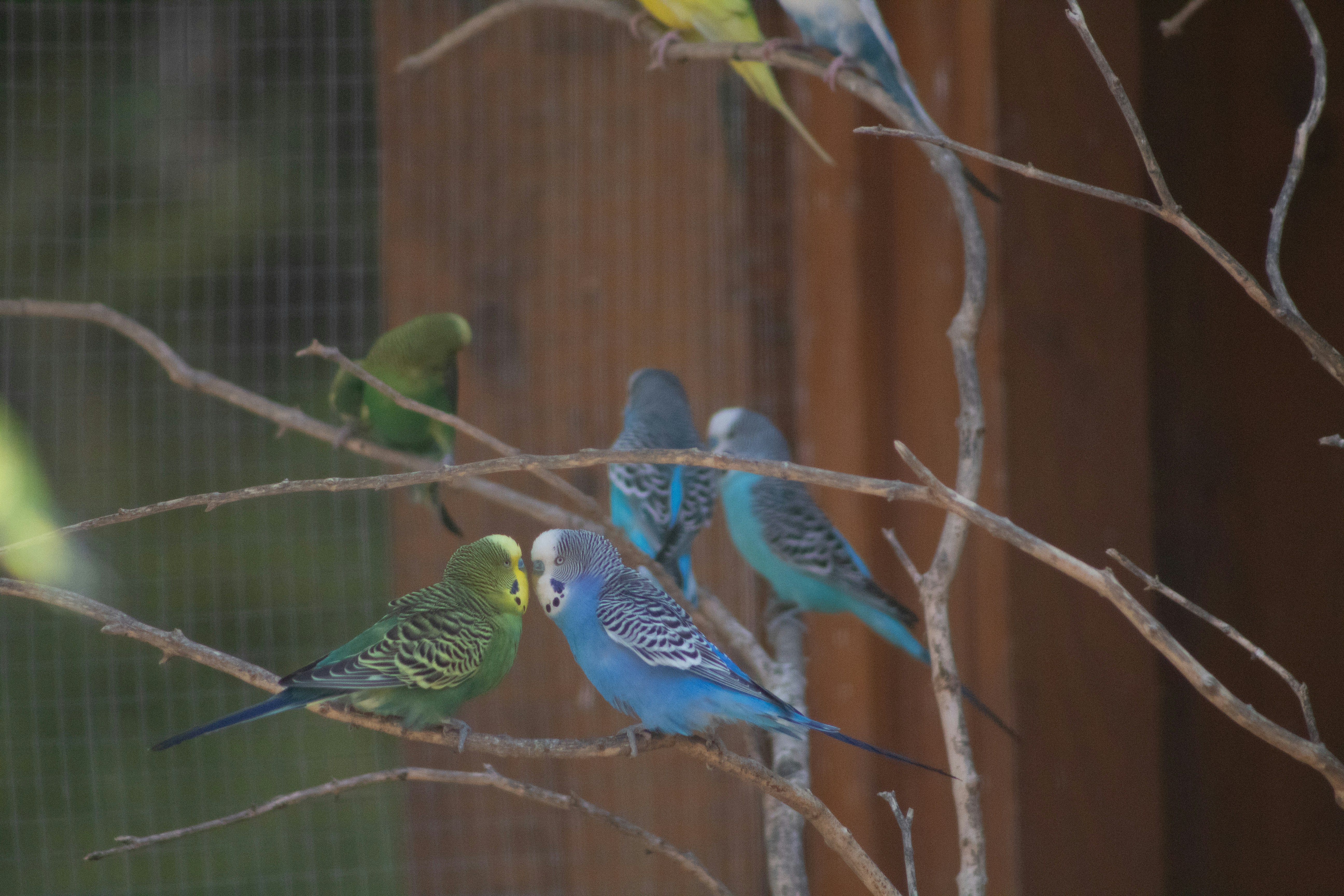 Blue Budgerigars Pause on Bare Branches: A Quiet Aviary Moment