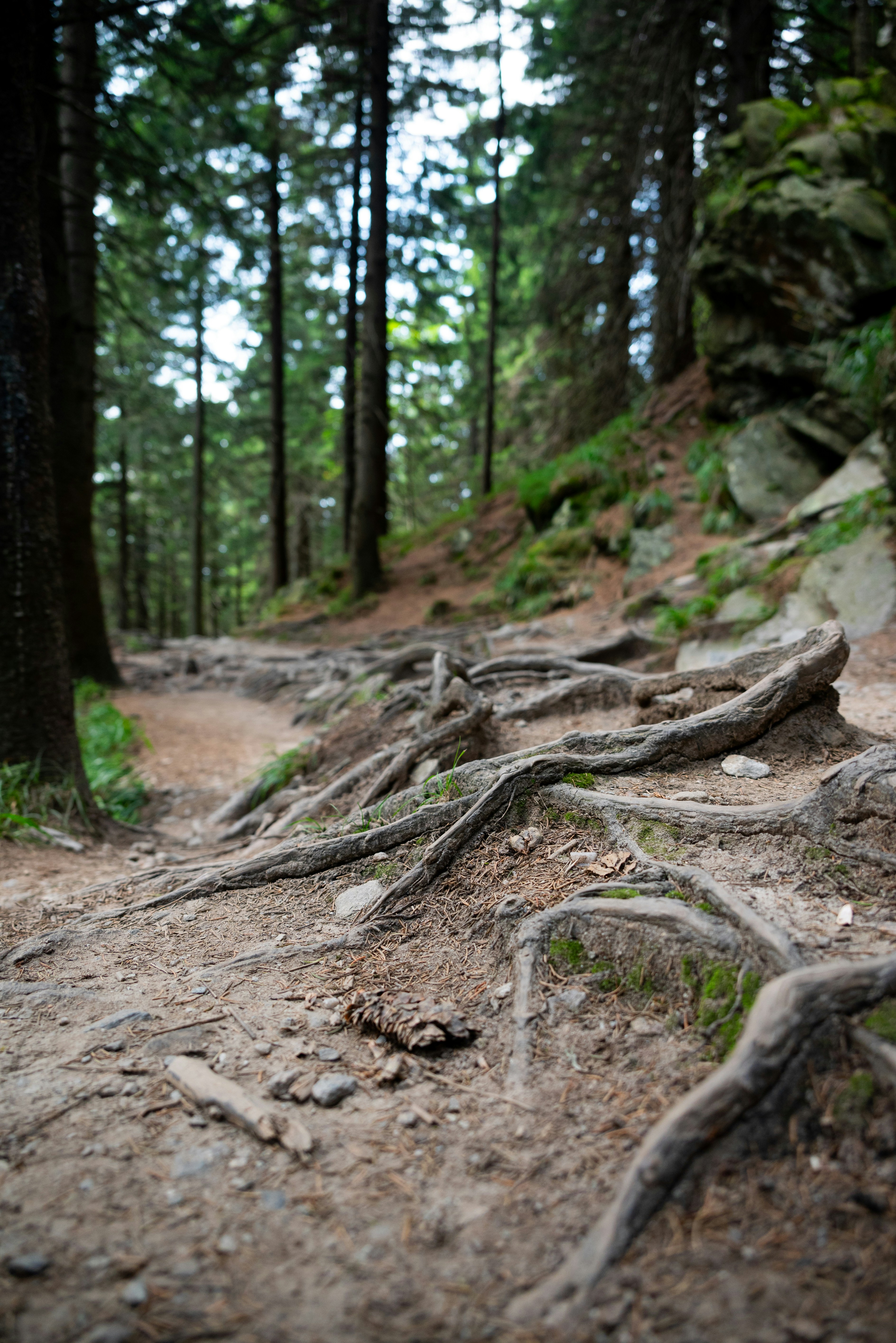 Whispers of the Woodland Path