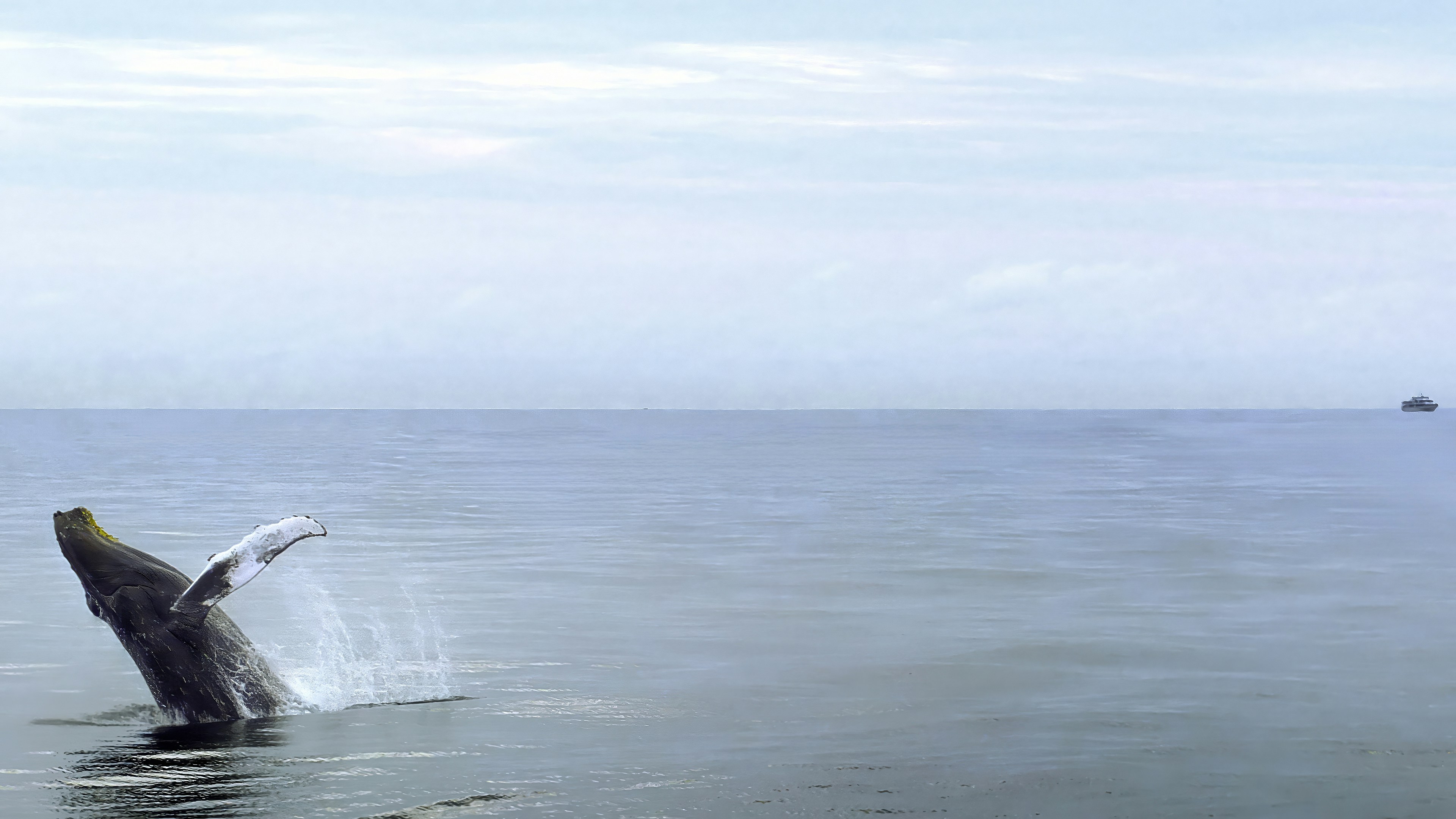 A humpback whale jumping out of the water photo – Free Whale Image on ...