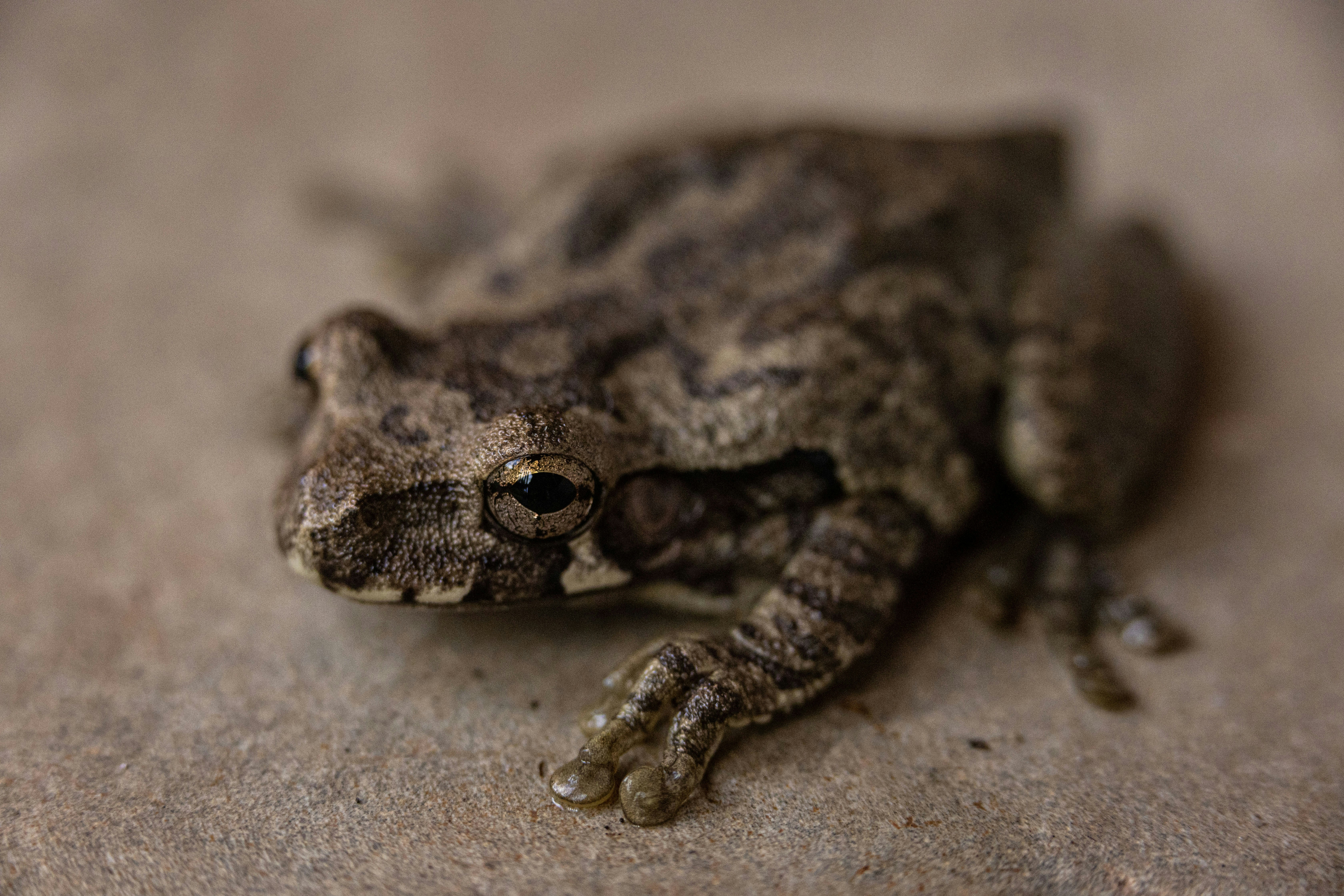Um pequeno sapo sentado em cima de um piso de cimento foto – Imagem ...