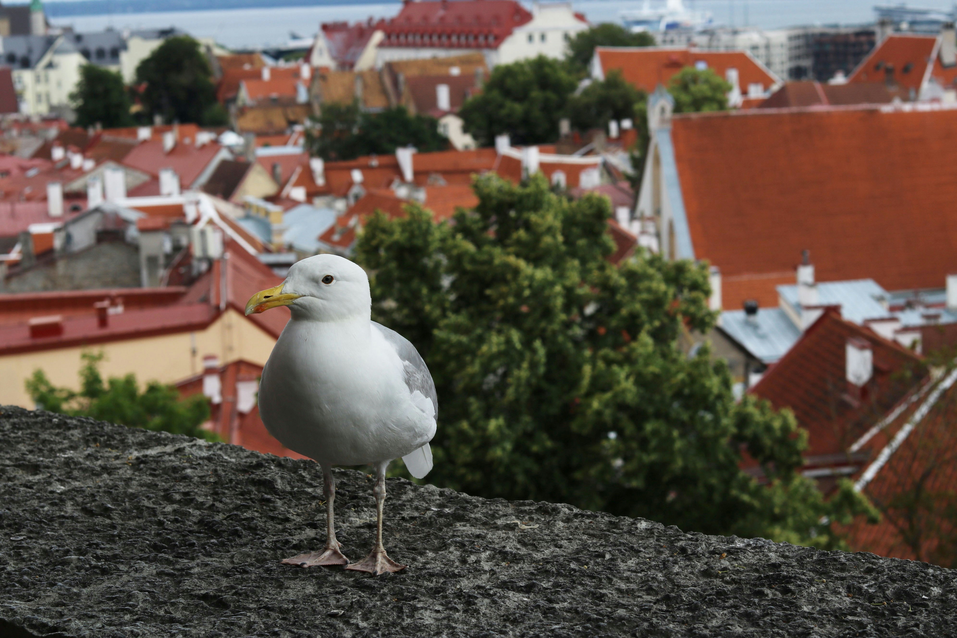 God Loves Nags - by Abi Robins - Conscious Connection