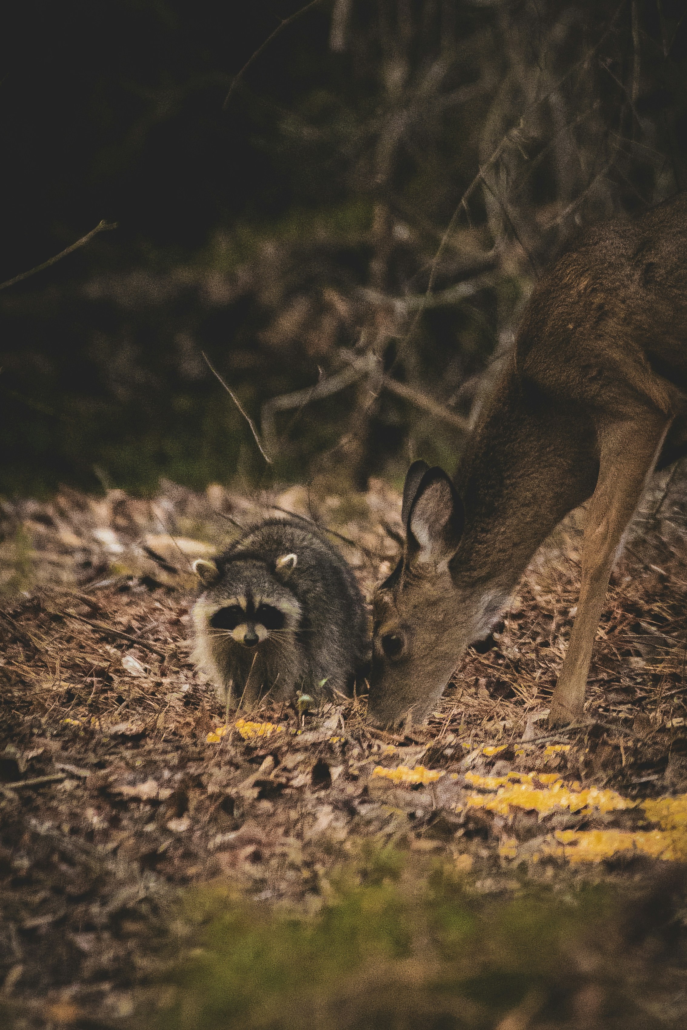 Whiskers and Roots: A Roe Deer Nuzzles a Badger on the Leaf-Strewn Forest Floor