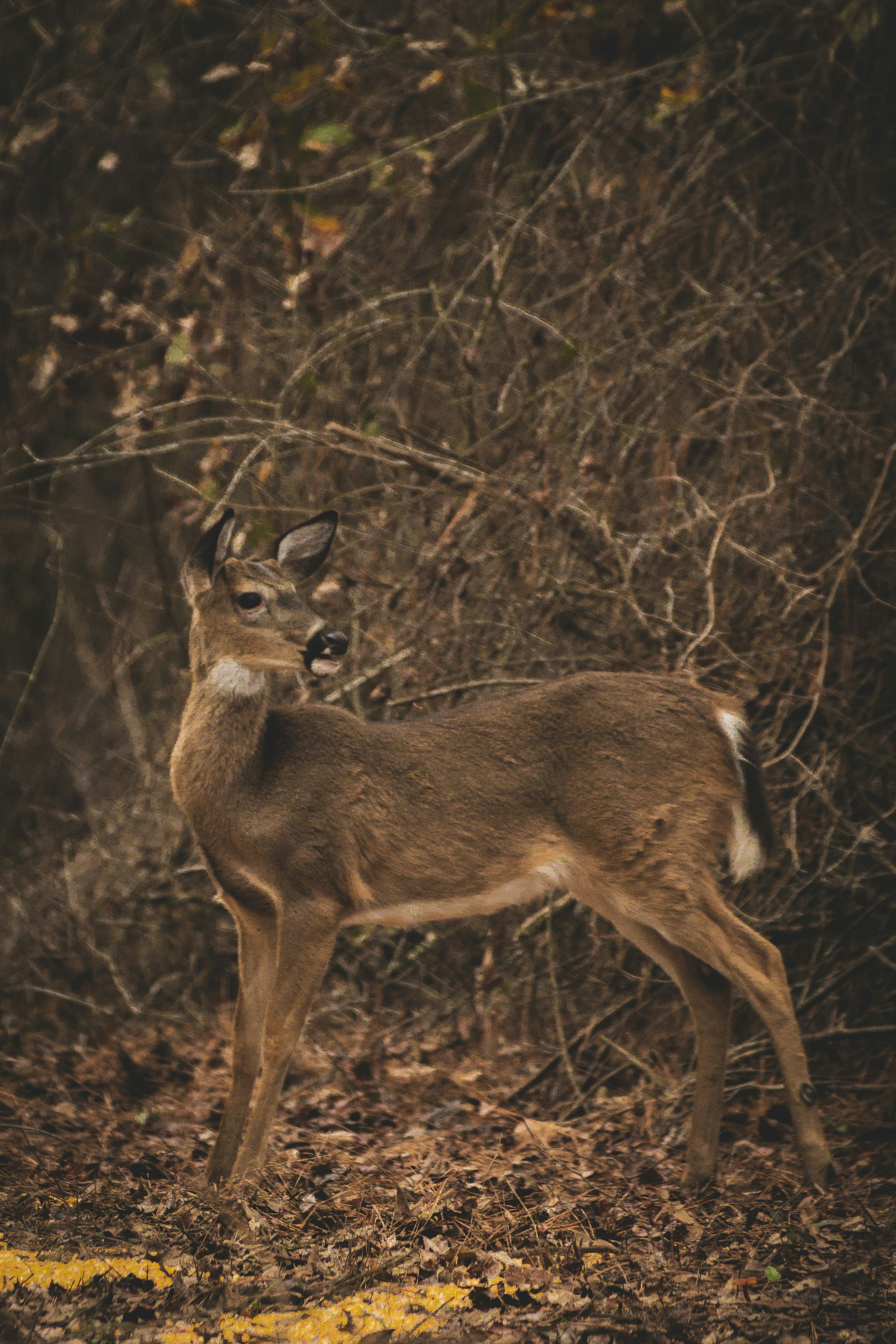 A deer standing in the middle of a forest photo – Free Animal Image on ...